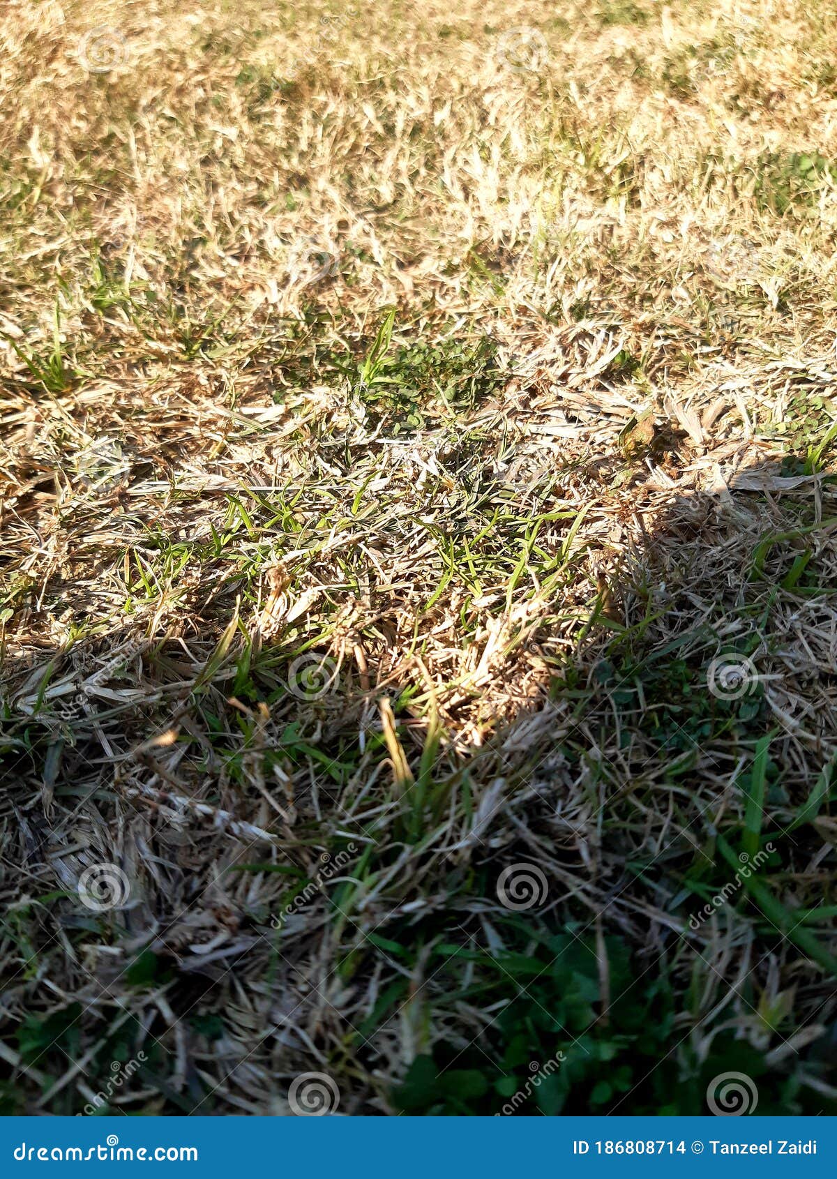 Garden Filled with Messy Grass Stock Photo - Image of sunset, garden ...