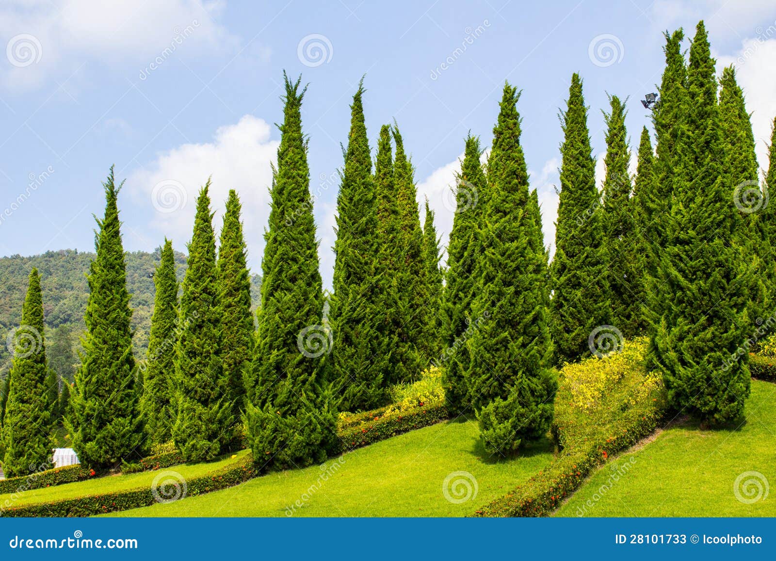 Garden with fir trees stock image. Image of landscape - 28101733