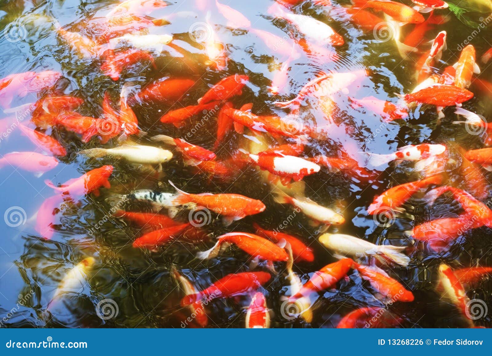 Garden fish 1 stock photo. Image of carp, garden, shanghai - 13268226