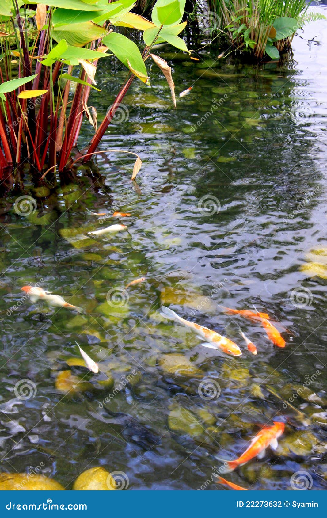 Garden fish pond stock photo. Image of plant, fish, lively - 22273632