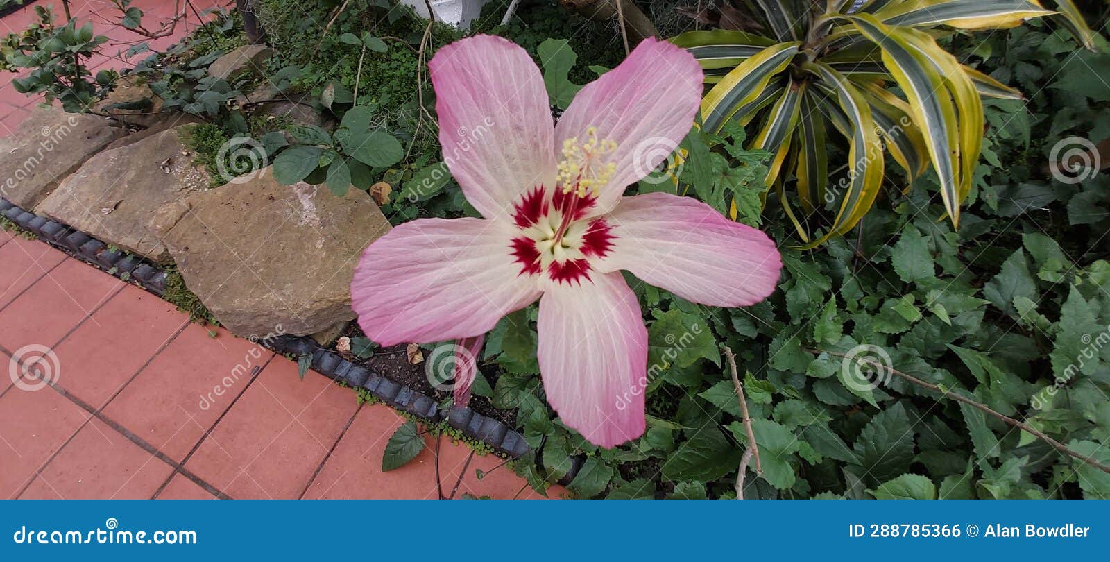 Garden fliwer in bloom stock photo. Image of petal, bloom - 288785366