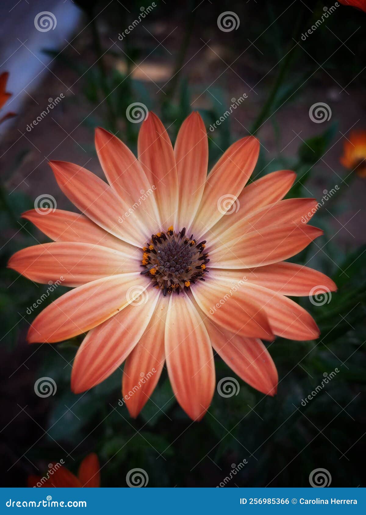 Garden Flower colour stock photo. Image of nature, leaf - 256985366