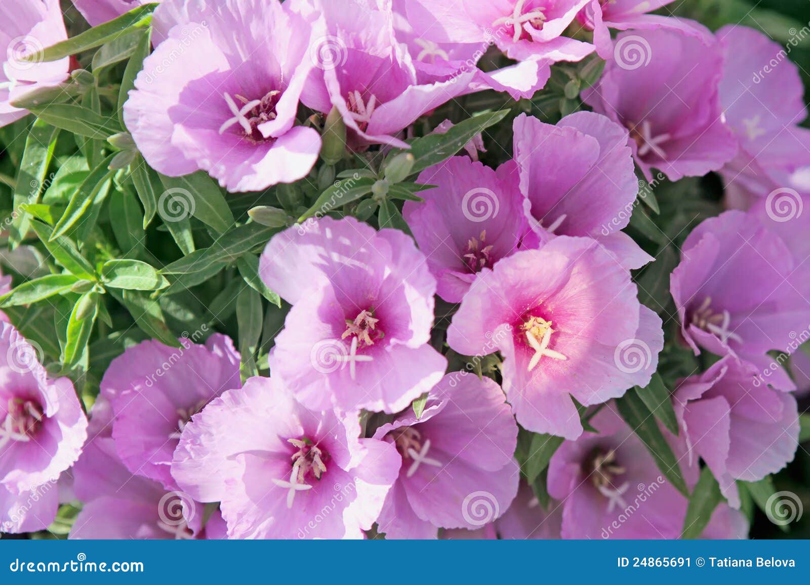 Garden flower Godetia stock image. Image of background - 24865691