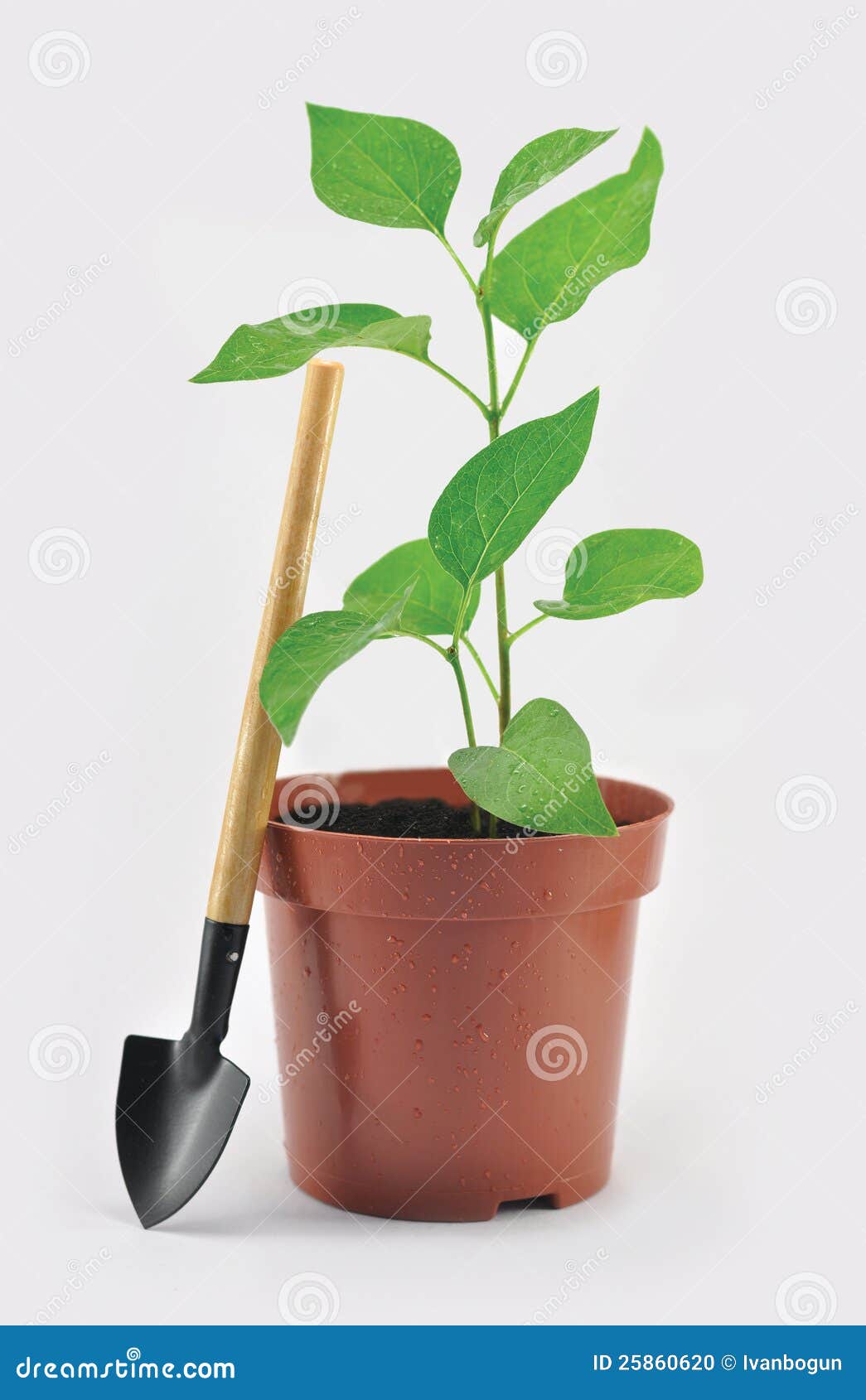 Garden Flower Pot with Shovel and Sprout Stock Photo - Image of ...
