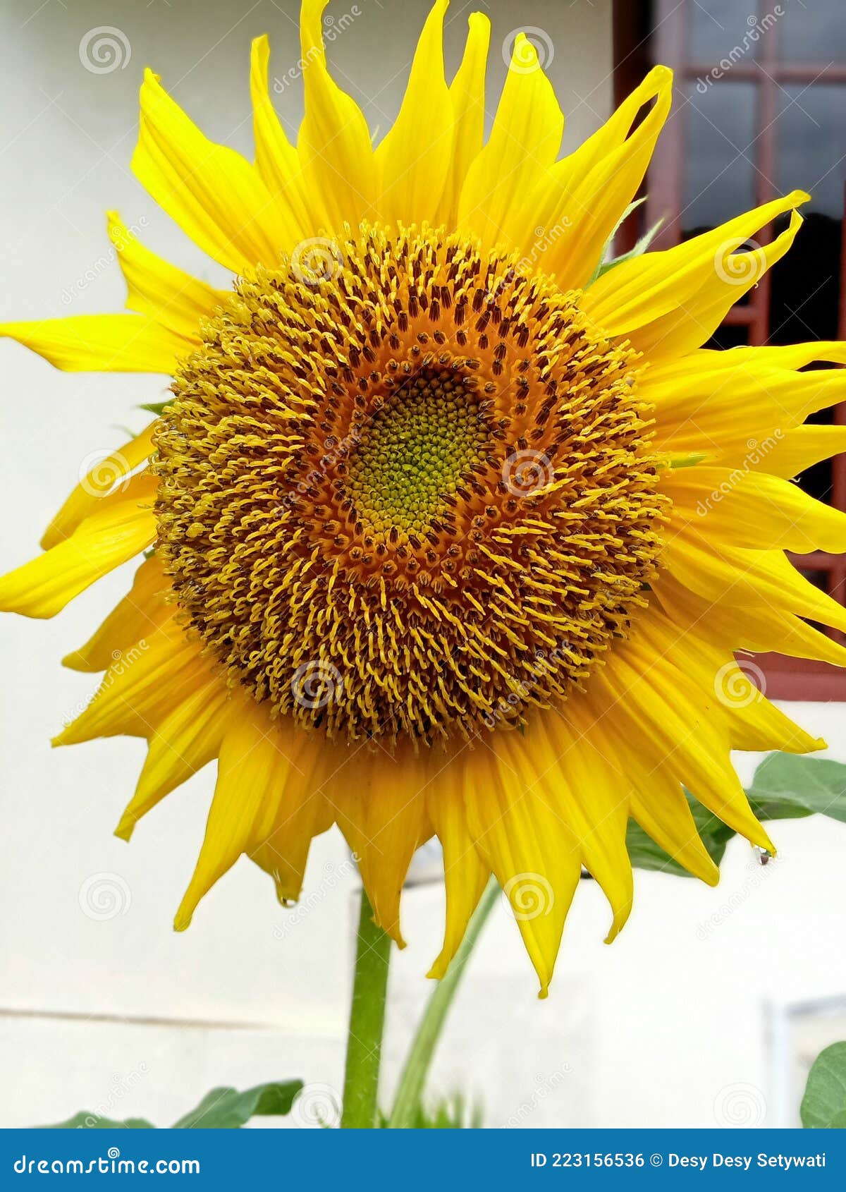 Garden and Flower Smile Yellow Stock Photo - Image of yellow, sunny ...