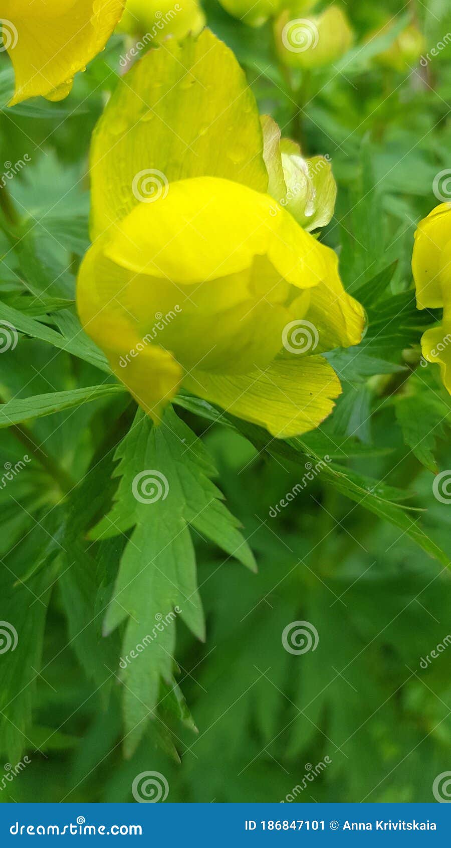 Garden Flower - Trollius Yellow Stock Image - Image of bloom, organic ...