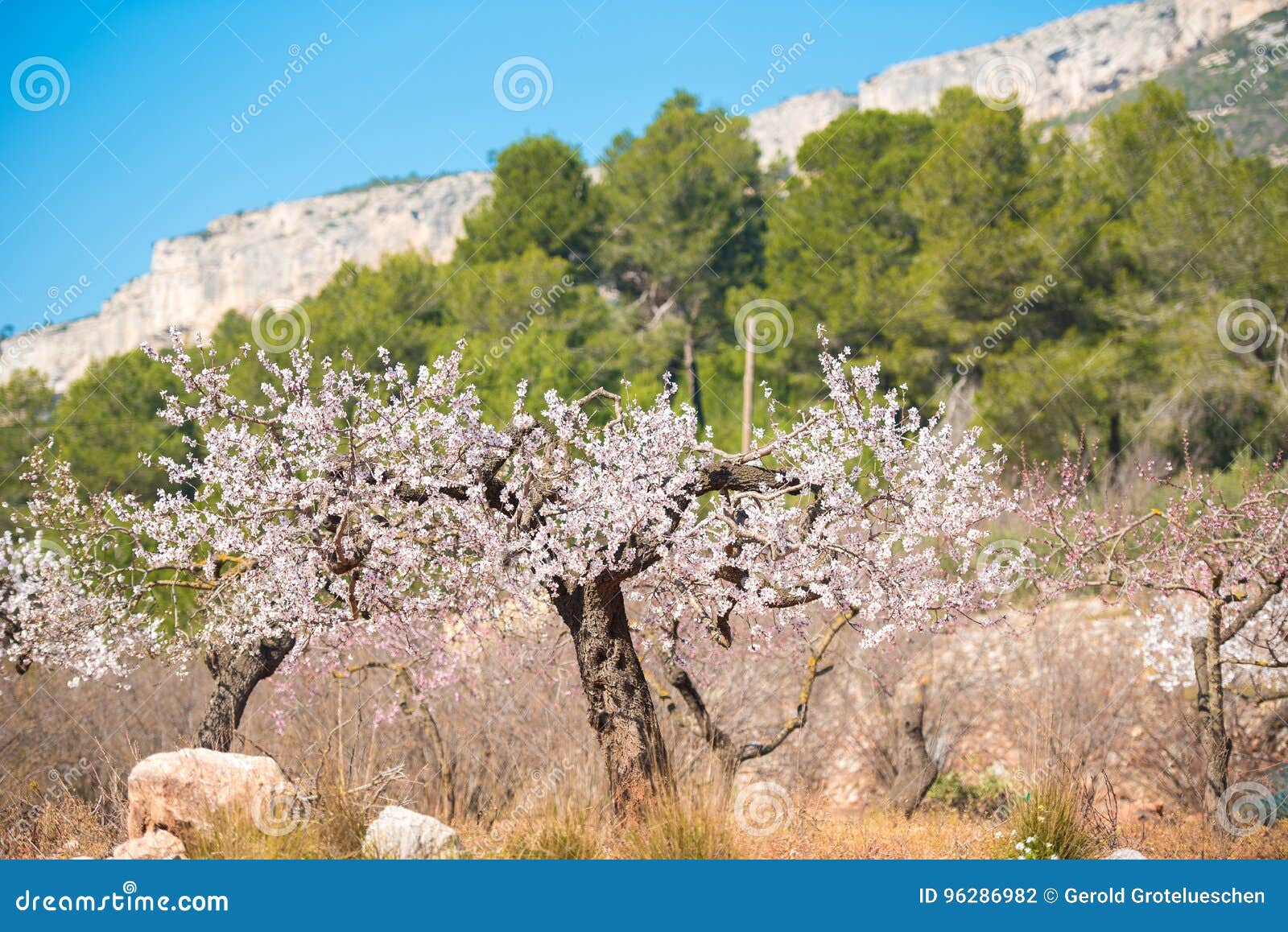 Garden of Flowering Almond Trees in Forest. Stock Photo - Image of ...