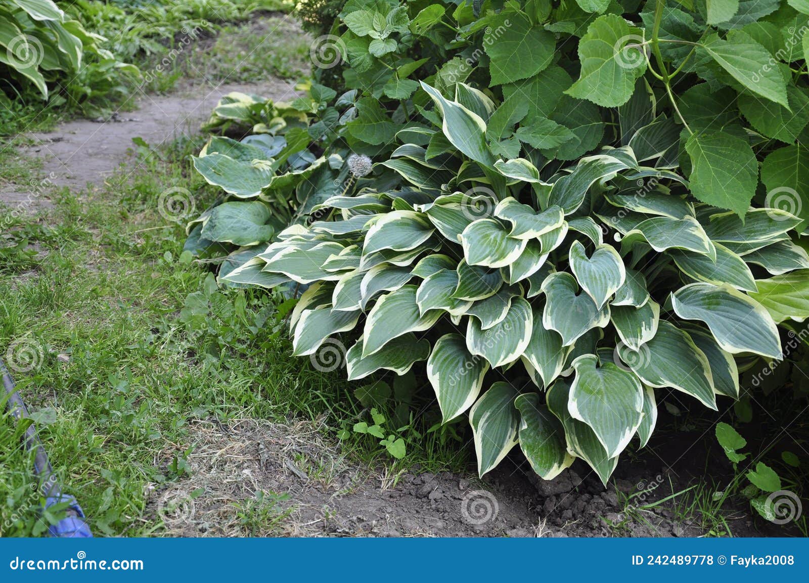 Flowers Garden Hostas. Hostas in the Garden Stock Photo - Image of ...