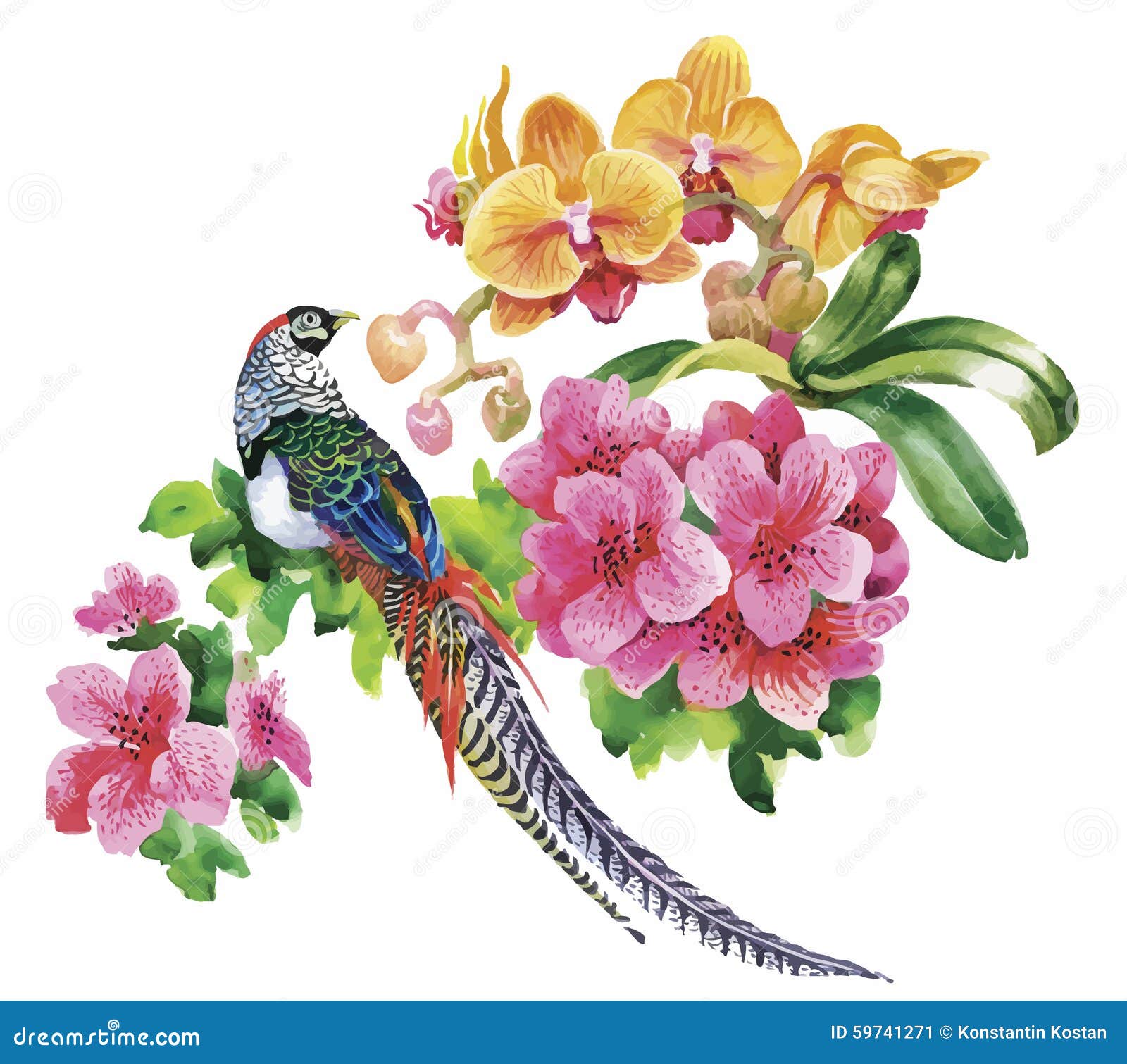 Pheasant`s Eye Flowers Hand Drawn On White Background. Natural Drawing ...