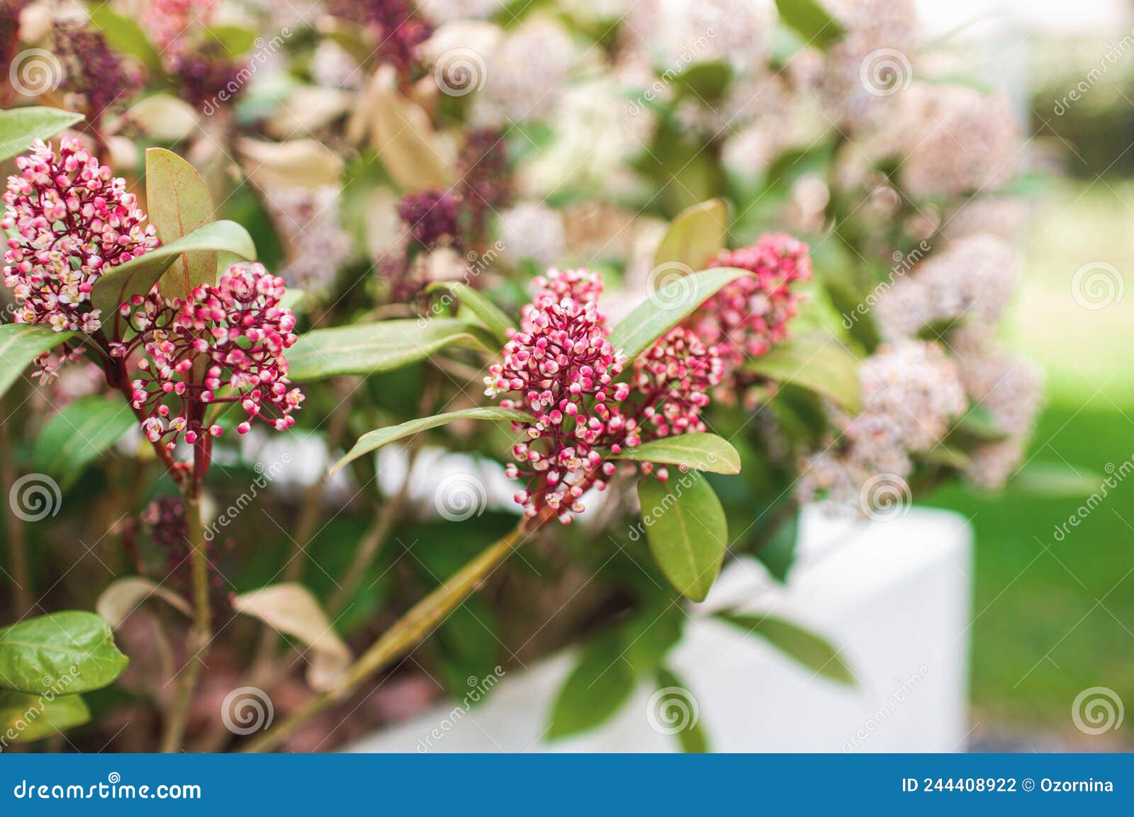 Garden Flowers of Pink Color in a Pot Stock Photo - Image of bloom ...