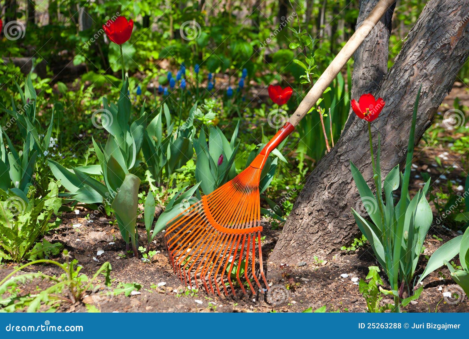 Garden Flowers Rake at Tree Stock Photo - Image of kitchen, spring ...