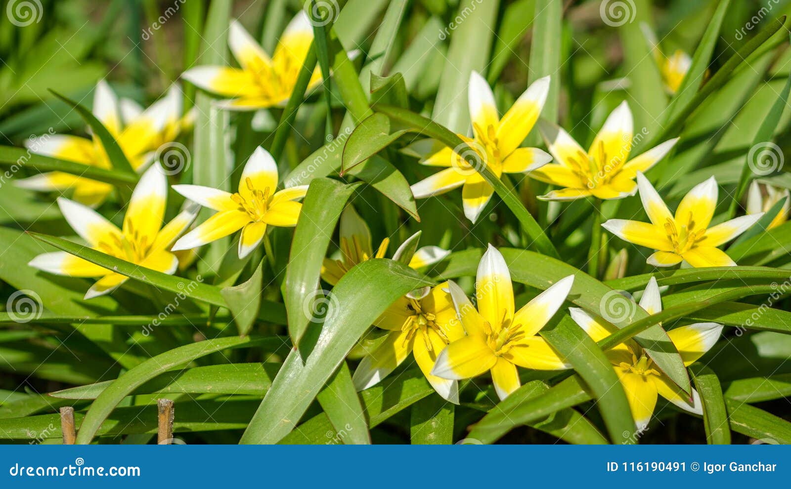 Garden flowers in spring stock image. Image of blooming - 116190491