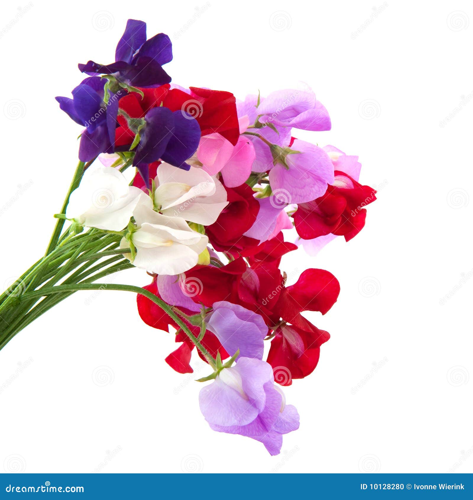 Garden flowers vetchling stock photo. Image of diversity - 10128280