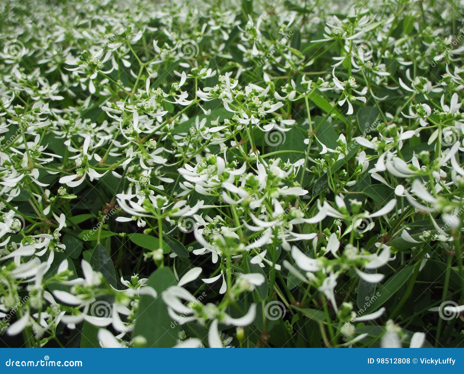 Garden Flowers with White Petals Stock Photo - Image of flower, nature ...