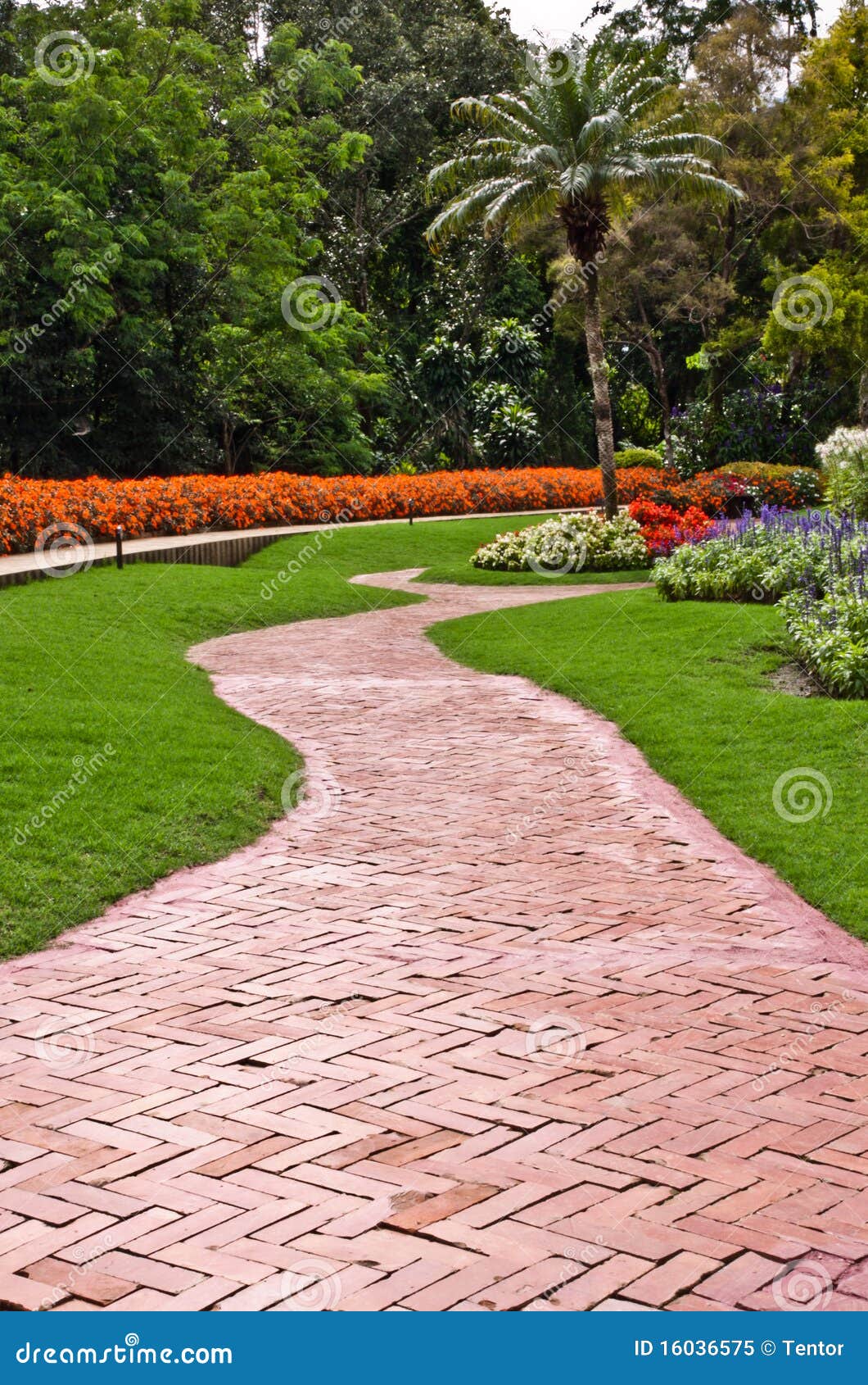 Garden footpath stock image. Image of beauty, forrest - 16036575