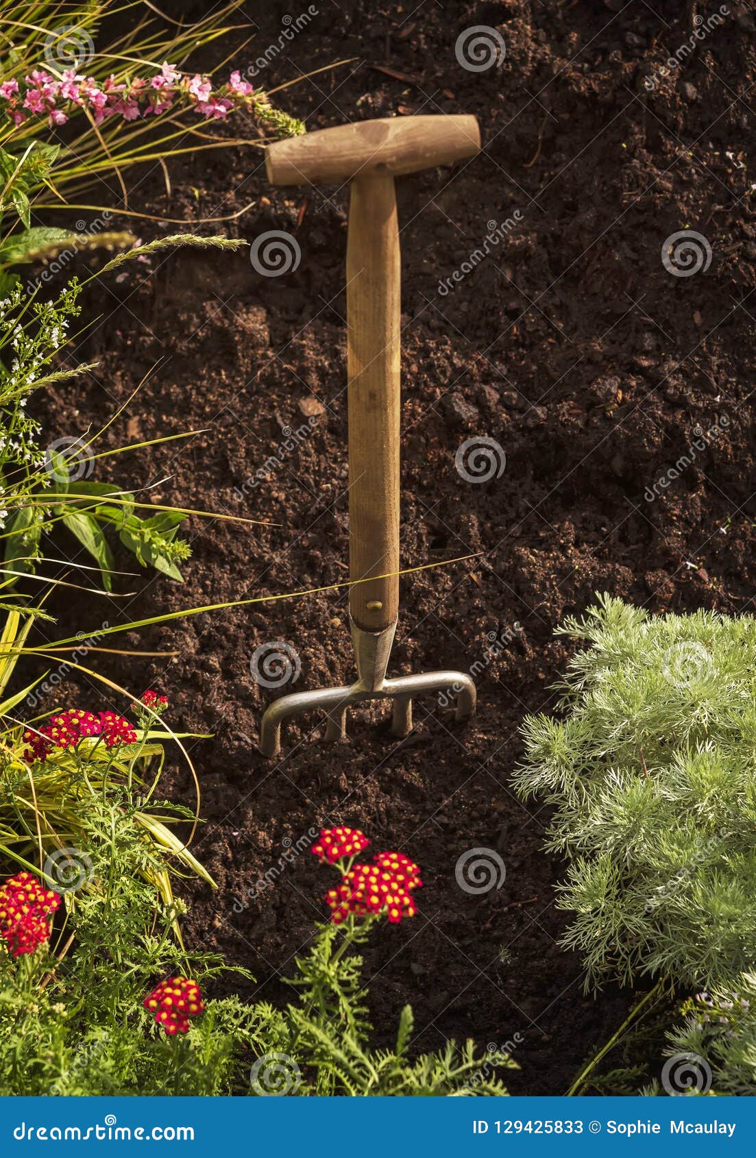 Garden fork in soil stock image. Image of organic, cultivation - 129425833