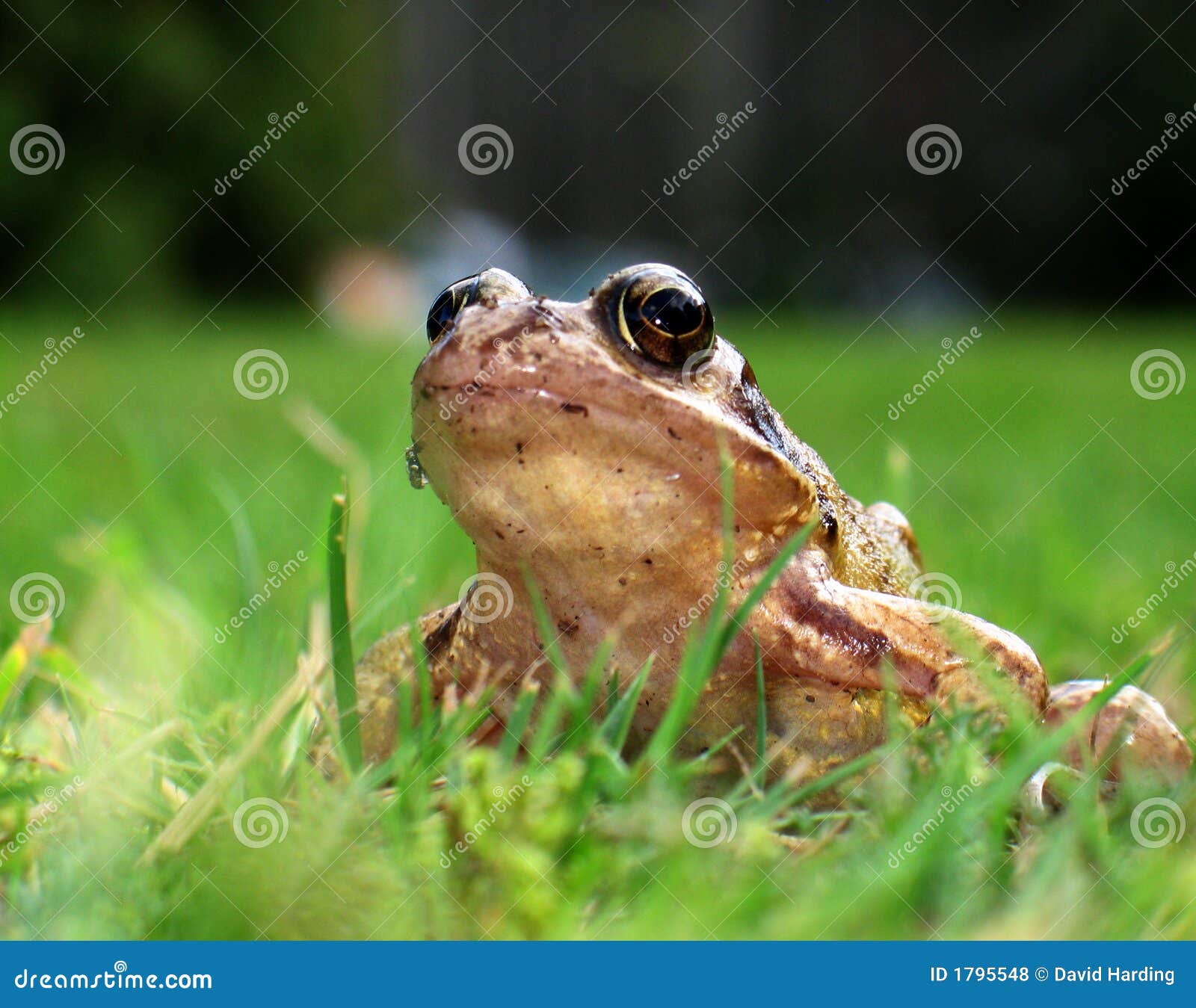 Garden Frog stock photo. Image of slimy, green, frog, camouflage - 1795548