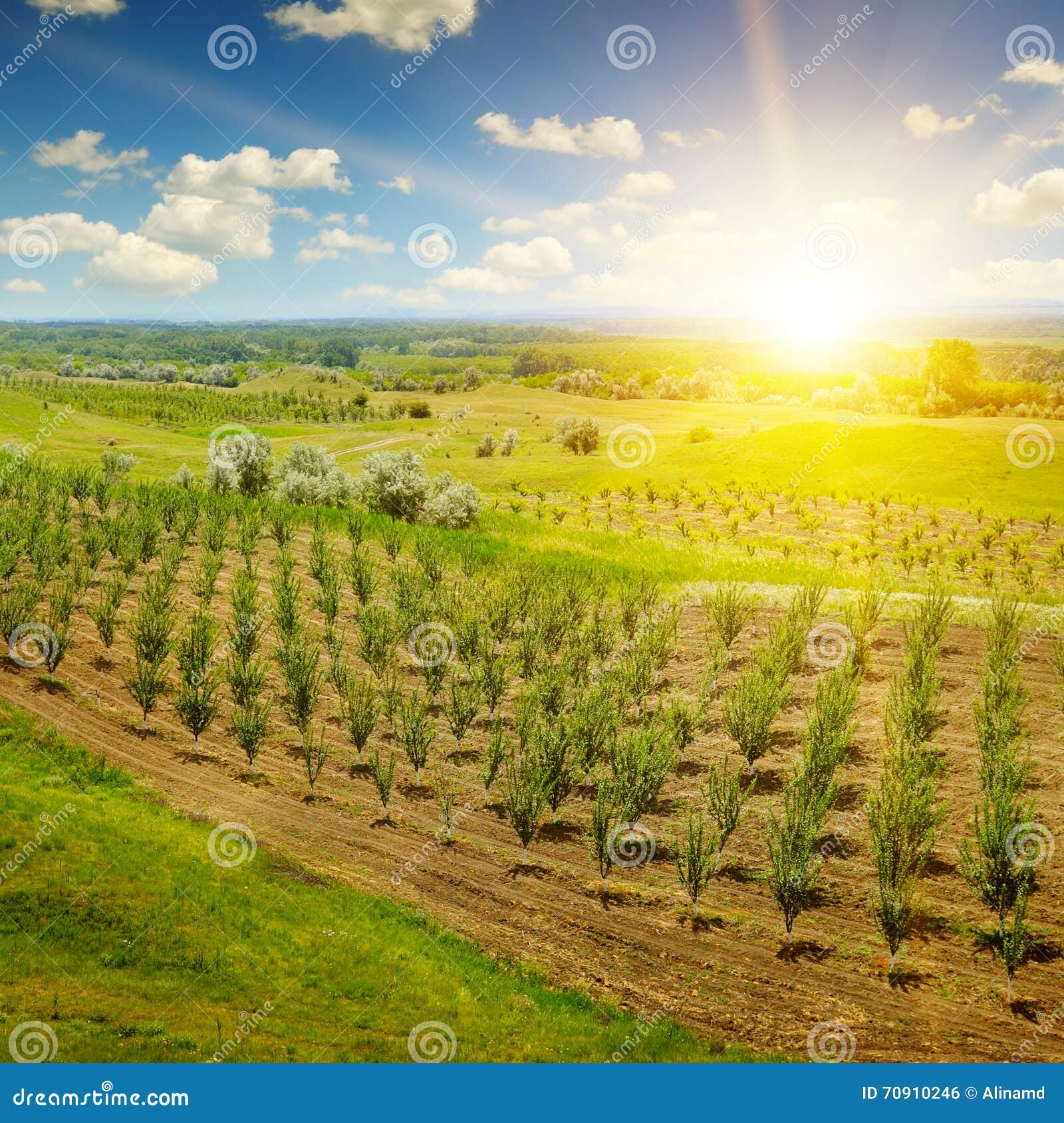 Garden with Fruit Trees and Sunrise Stock Photo - Image of outdoor ...