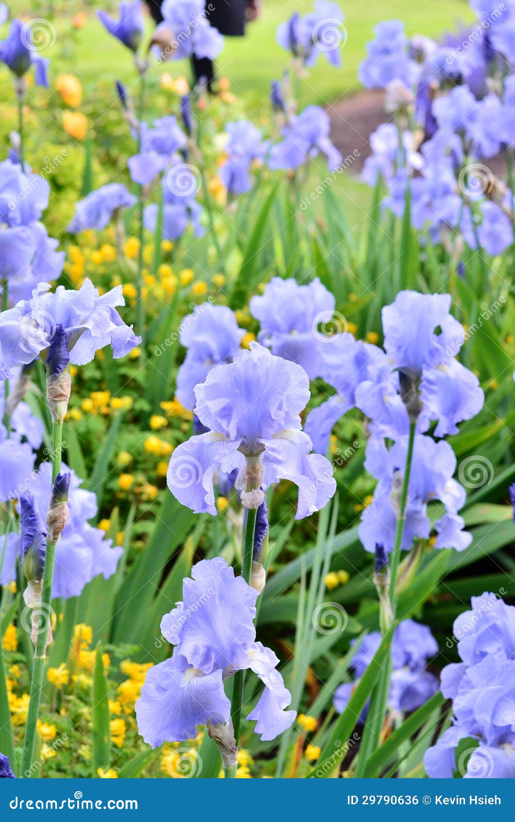 Light Purple Bearded Iris Garden Stock Photo - Image of daytime, light ...