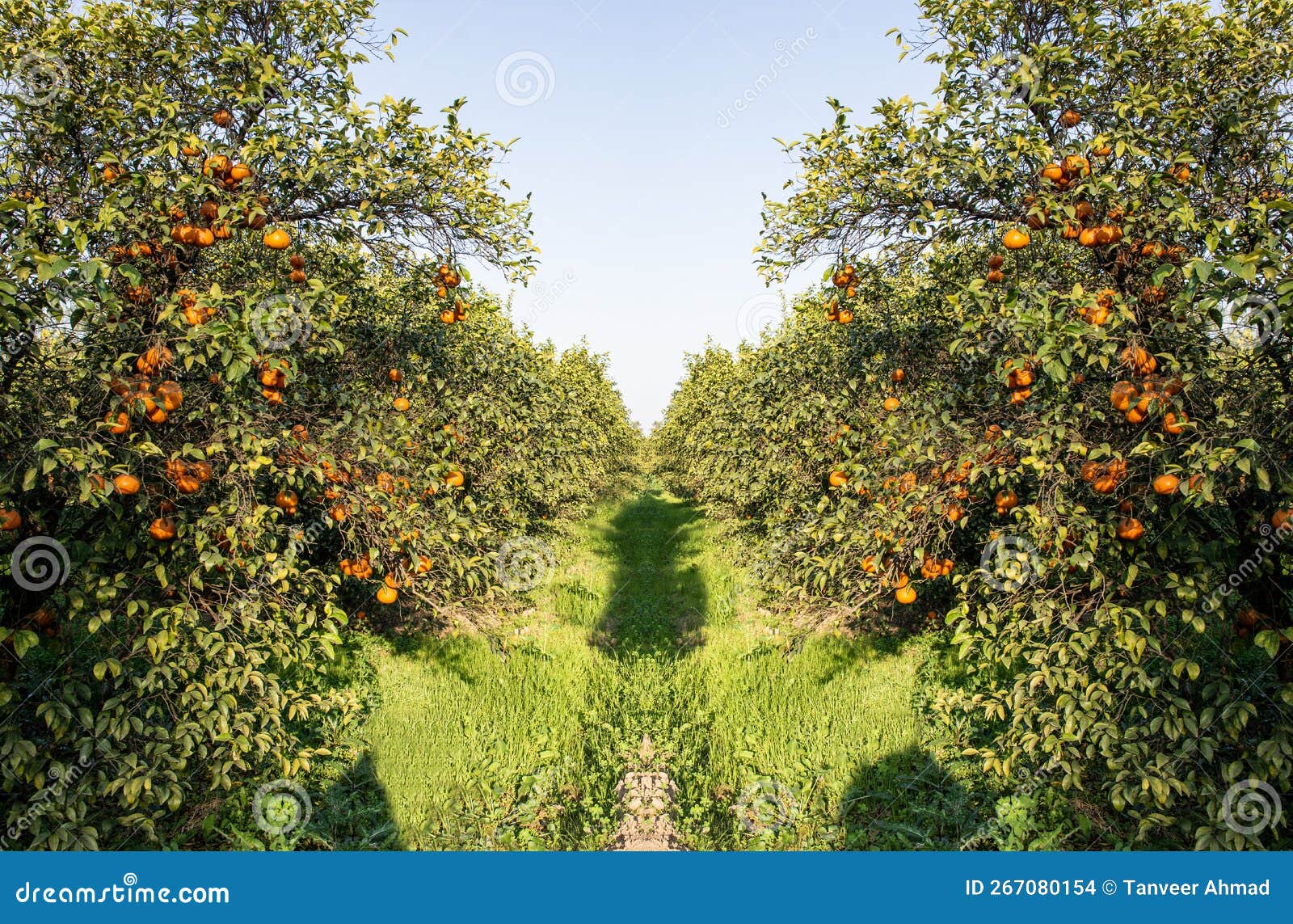 Garden Full of Oranges Ready To Harvest on Trees Stock Photo - Image of ...