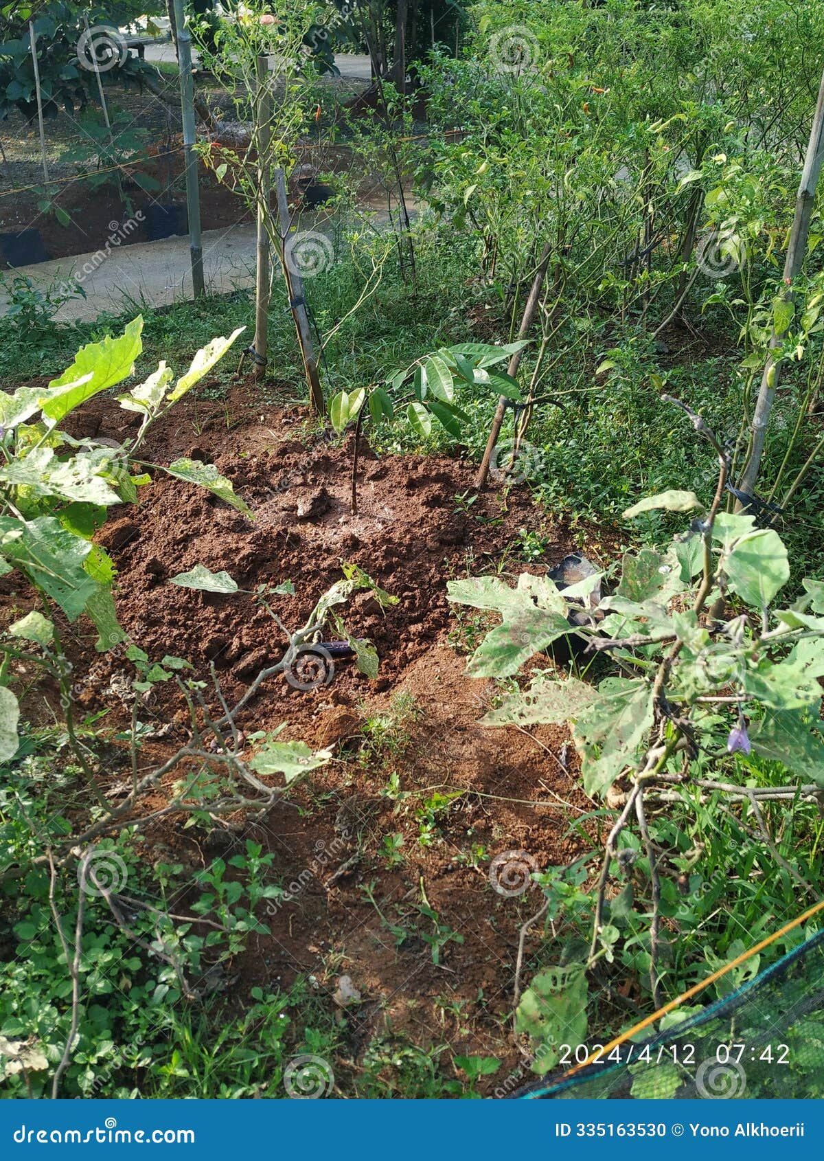 The Garden is Full of Small Grass and Evil and Scary Plant Pests Stock ...