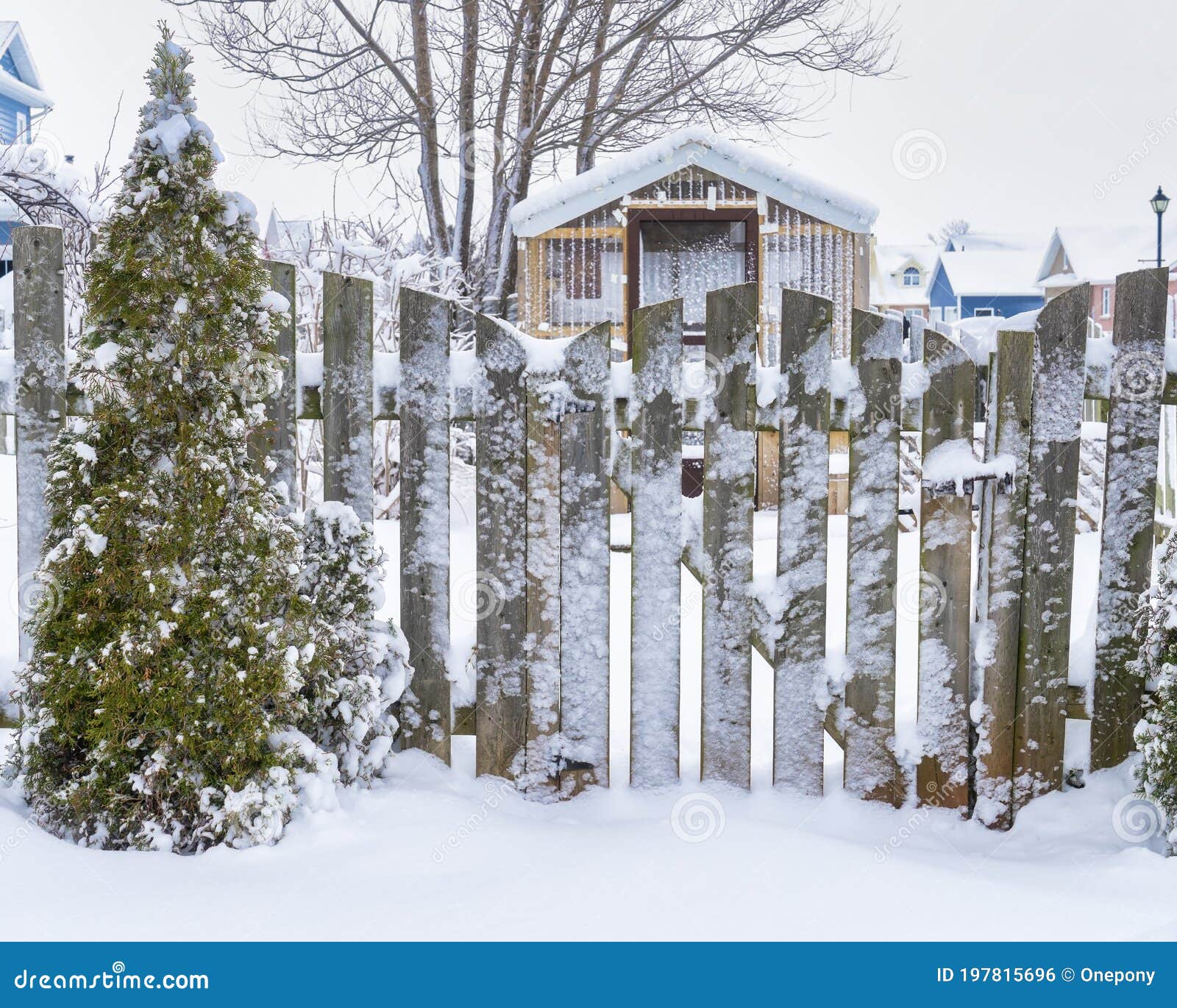 Snow Covered Garden Gate stock photo. Image of bush - 197815696