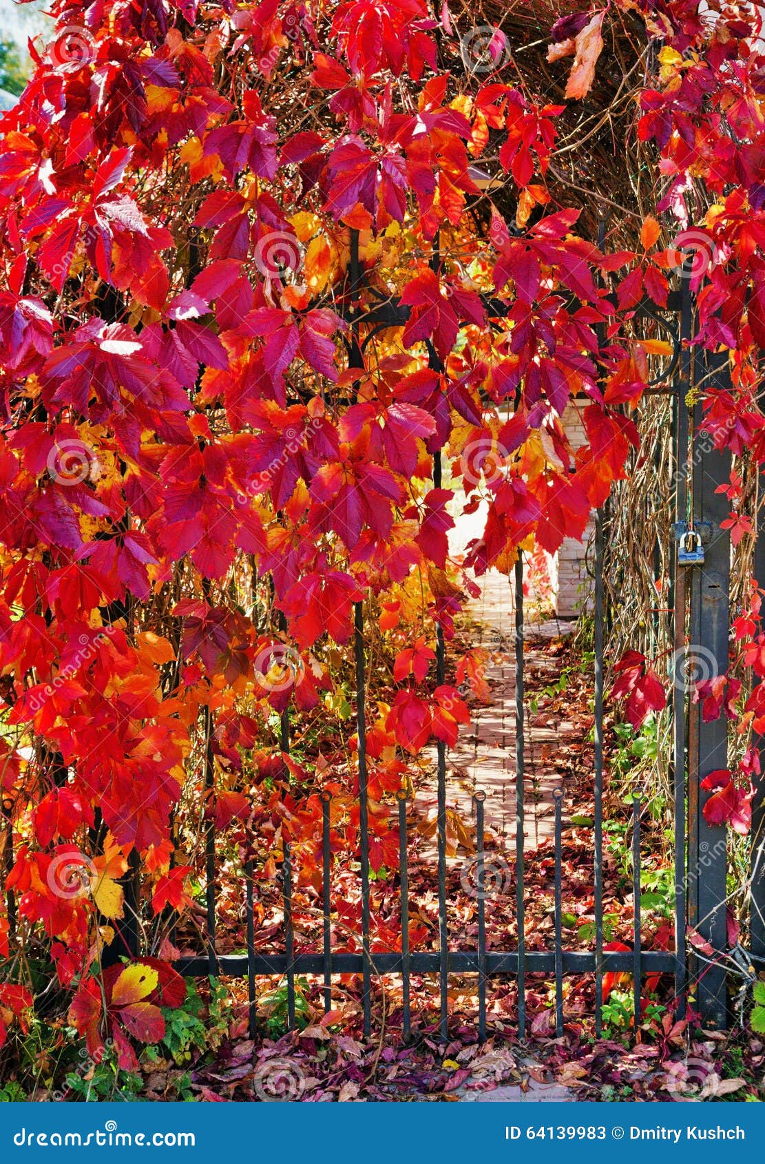 Garden Gate Framed by Leaves Stock Image - Image of entrance, autumn ...