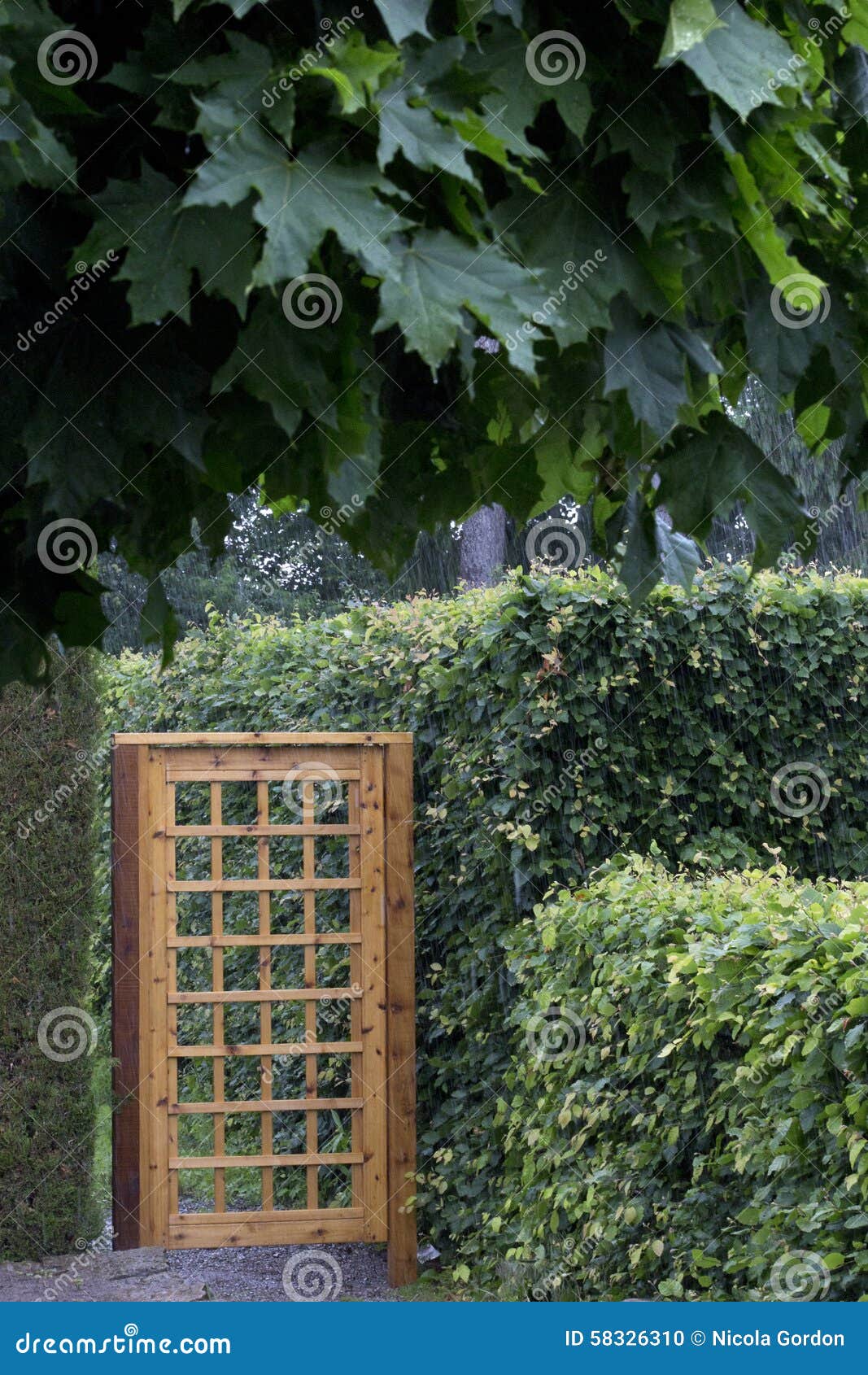 Garden Gate and Hedge stock photo. Image of springtime - 58326310