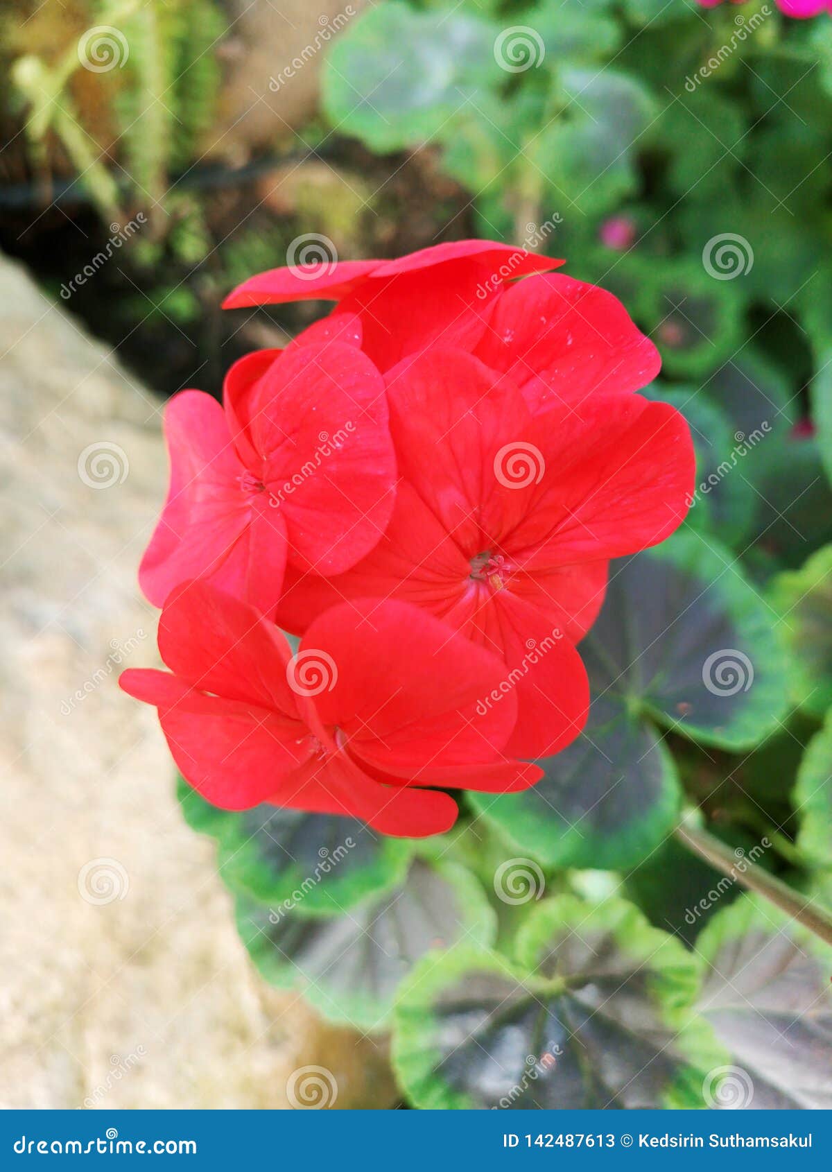 Red pelargonium hortorum stock image. Image of geranium - 142487613
