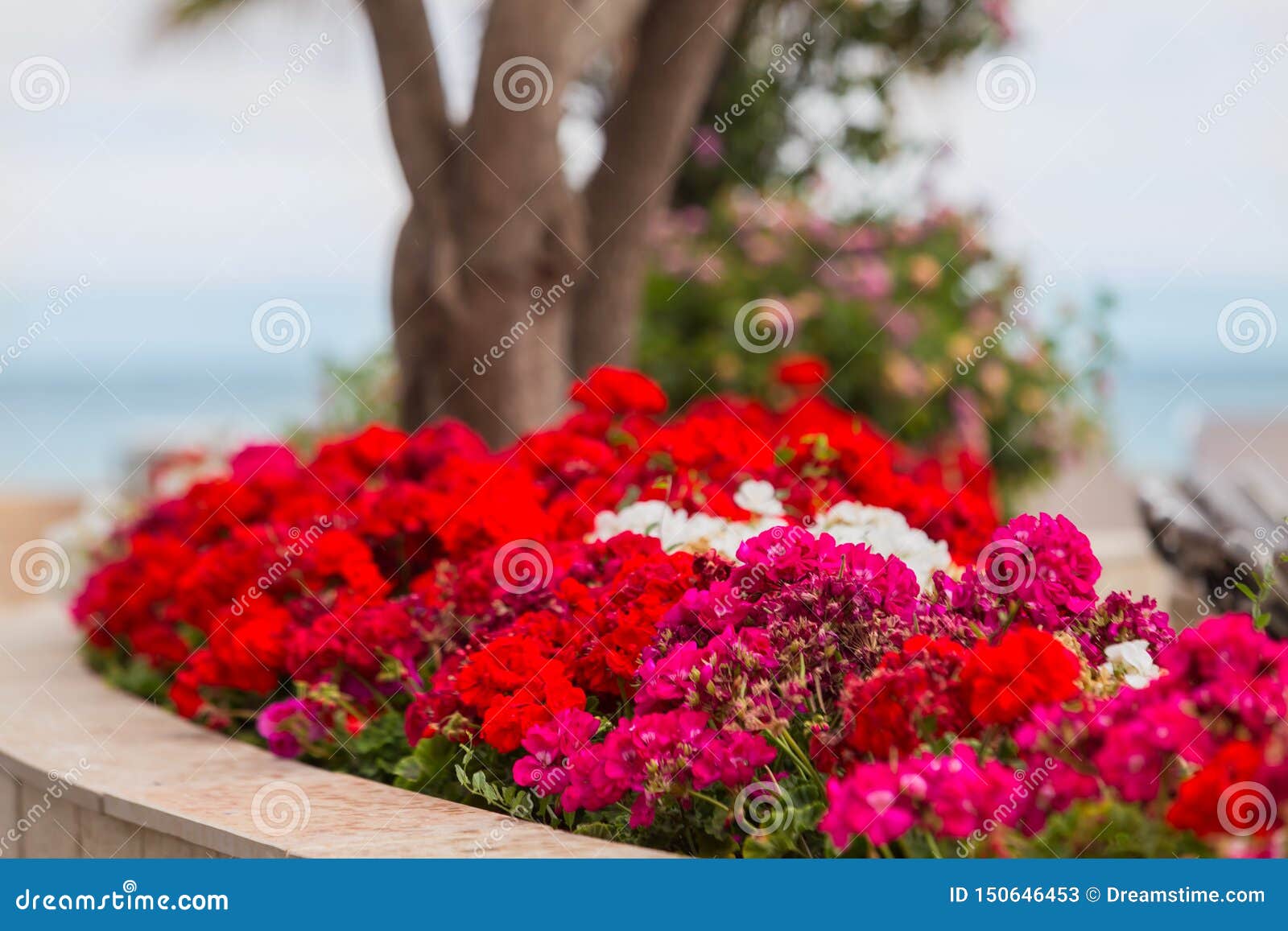 Garden Geranium Red Pelargonium on Flower Bed. Horizontal. Selective ...