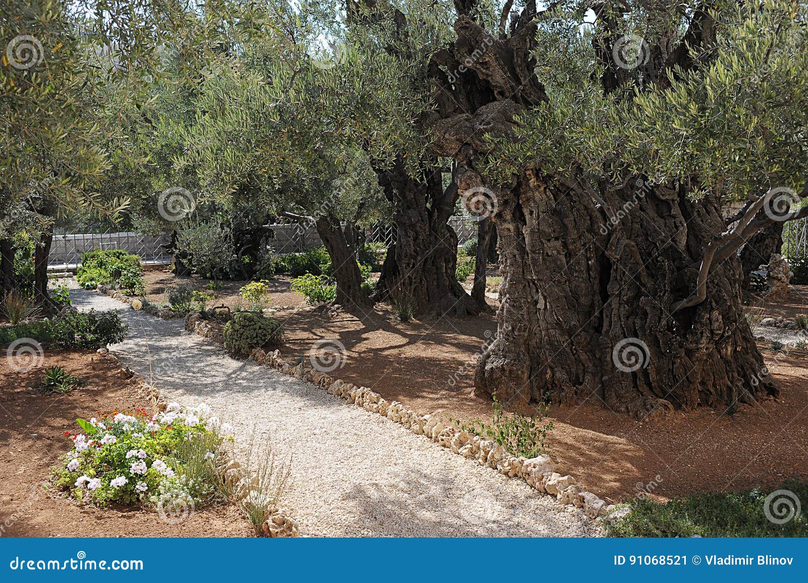 Garden of Gethsemane in Jerusalem Stock Image - Image of holy ...
