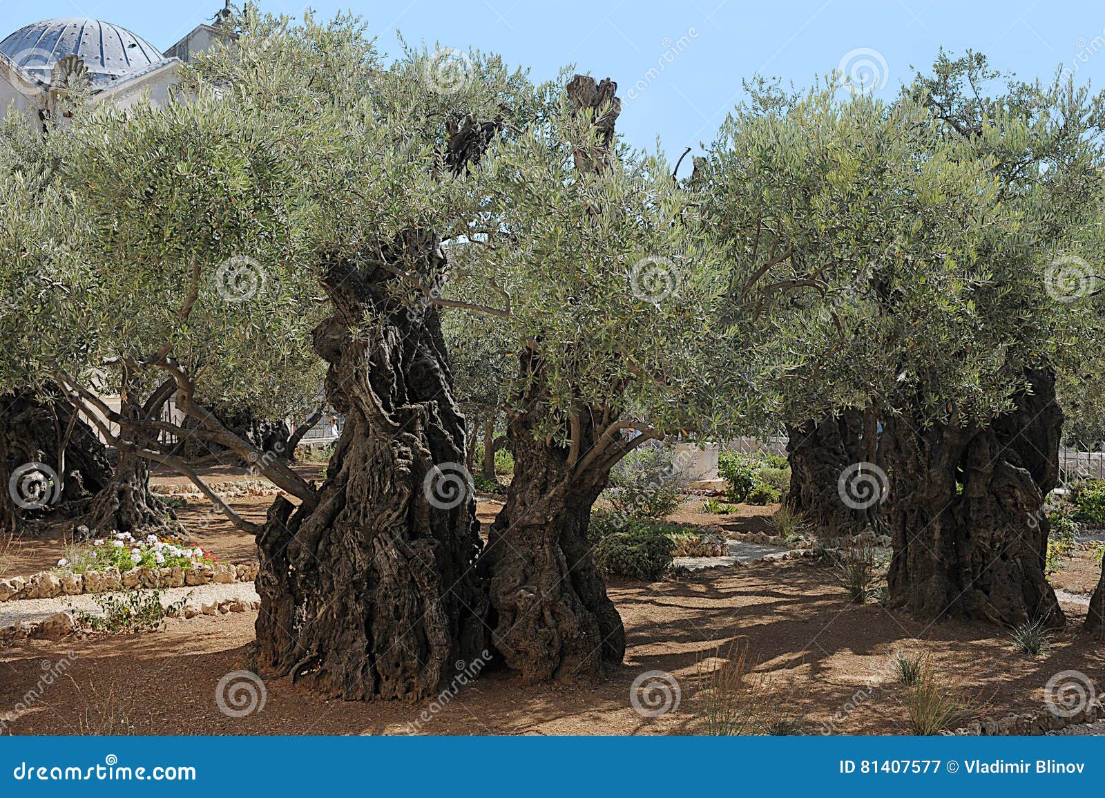 Garden of Gethsemane stock image. Image of trees, east - 81407577