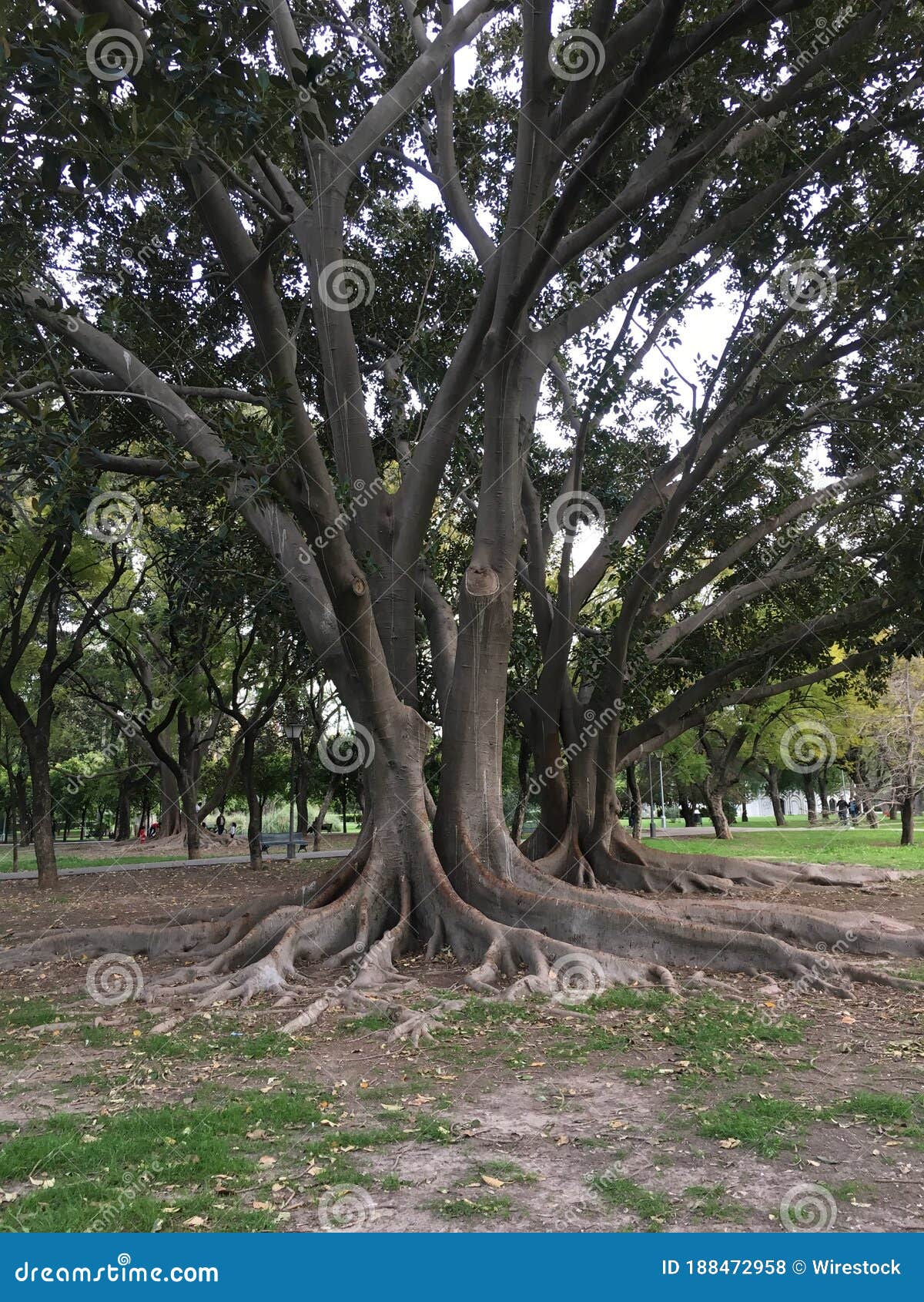 Garden with Giant Old and Beautiful Trees with Long Roots Stock Photo ...
