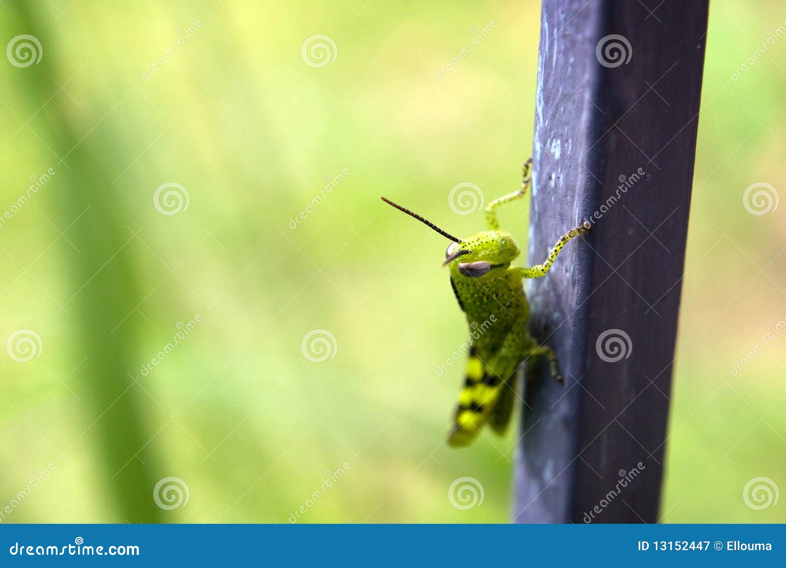 Garden Grass Hopper stock image. Image of nature, insect - 13152447