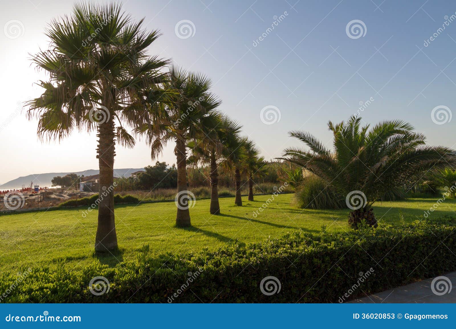 Garden with Grass, Plants, and Palm Trees. Stock Image - Image of ...