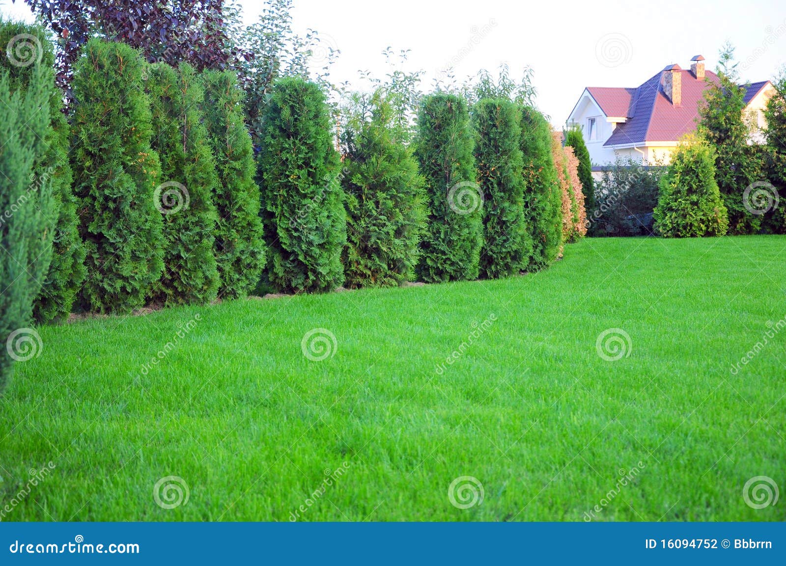 Garden with Grass and Trees Stock Photo - Image of drops, agriculture ...