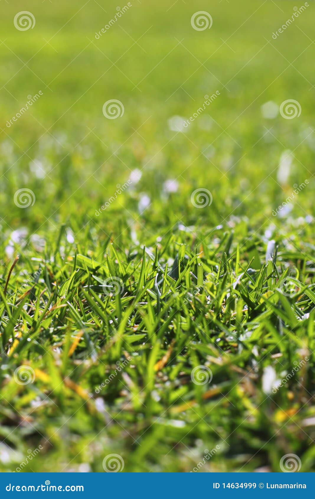 Garden Green Grass Lawn Macro Perspective Stock Image - Image of color ...