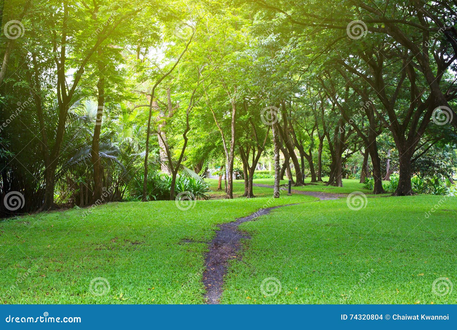 Garden Green Morning Light. Stock Photo - Image of grass, light: 74320804