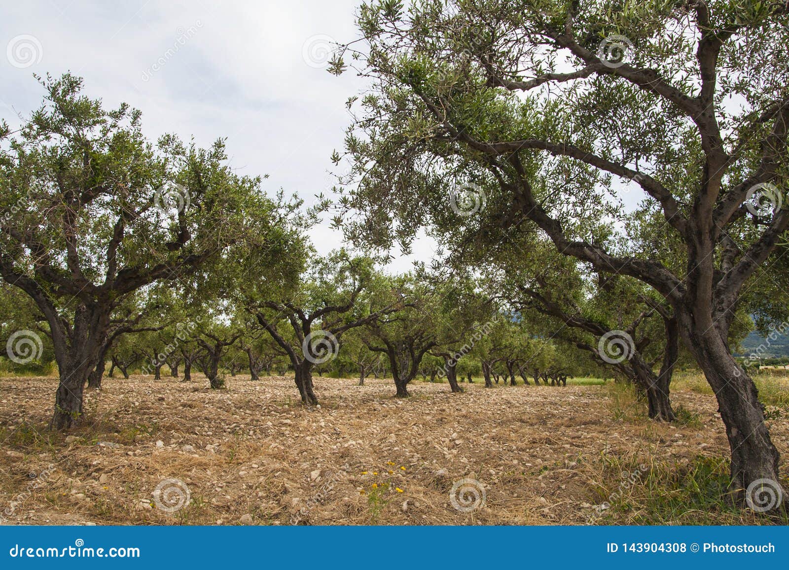 Olive Trees Greece Stock Photos - Download 3,931 Royalty Free Photos