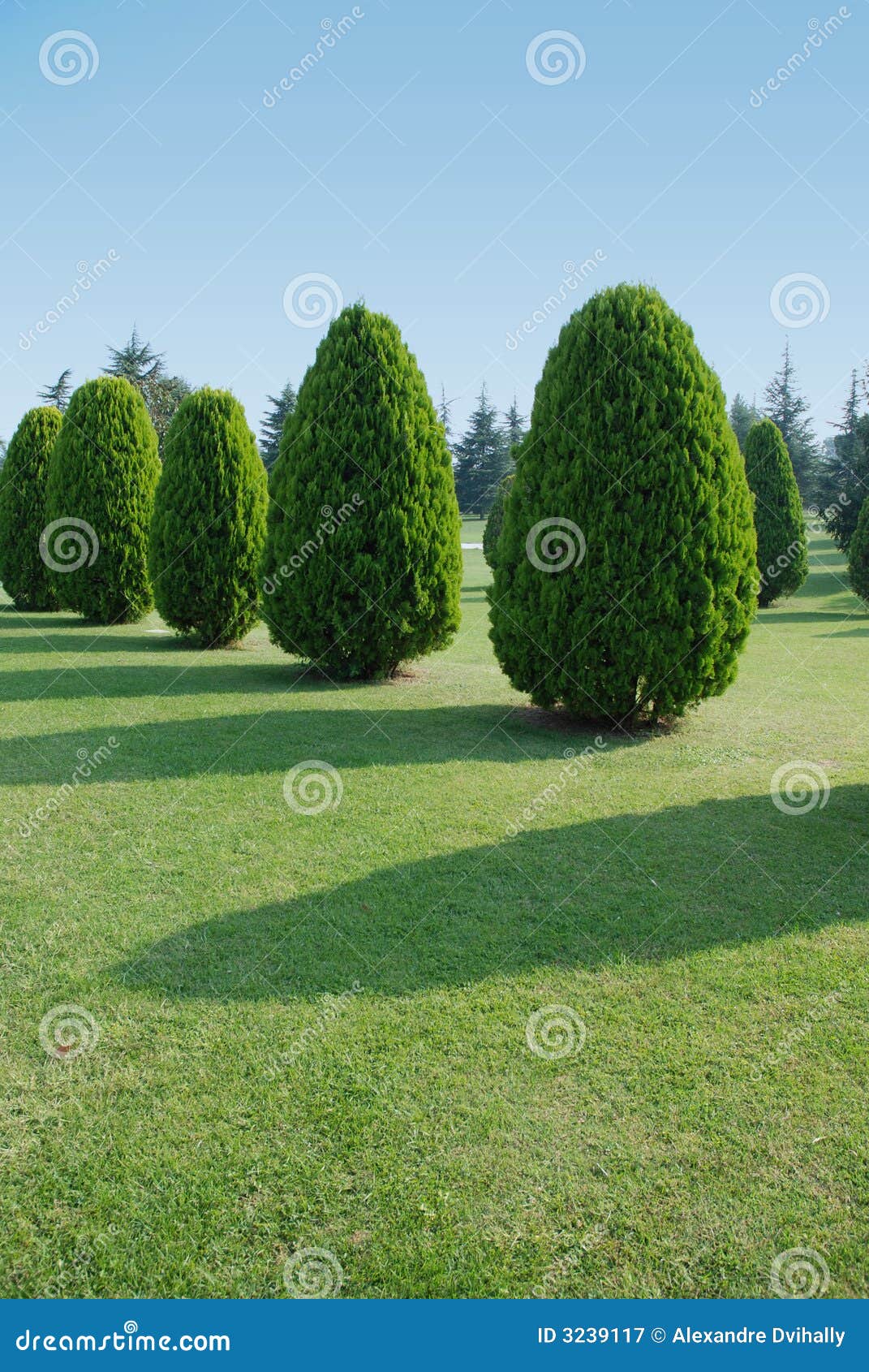 Garden green tree stock image. Image of step, peaceful - 3239117