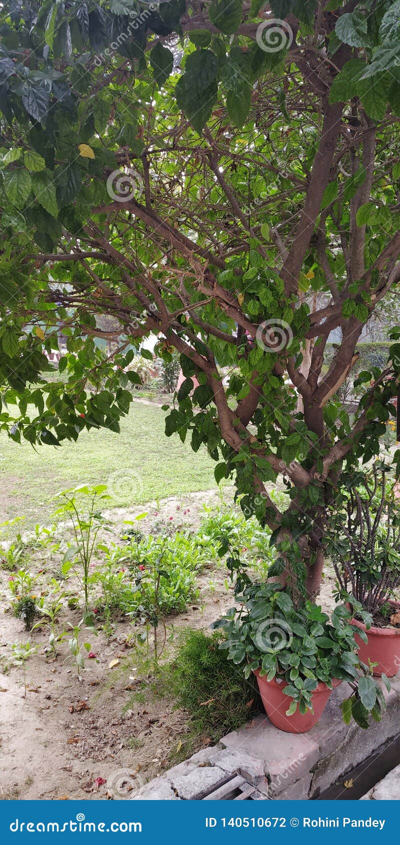 Greenery stock photo. Image of greenery, plants, green - 140510672