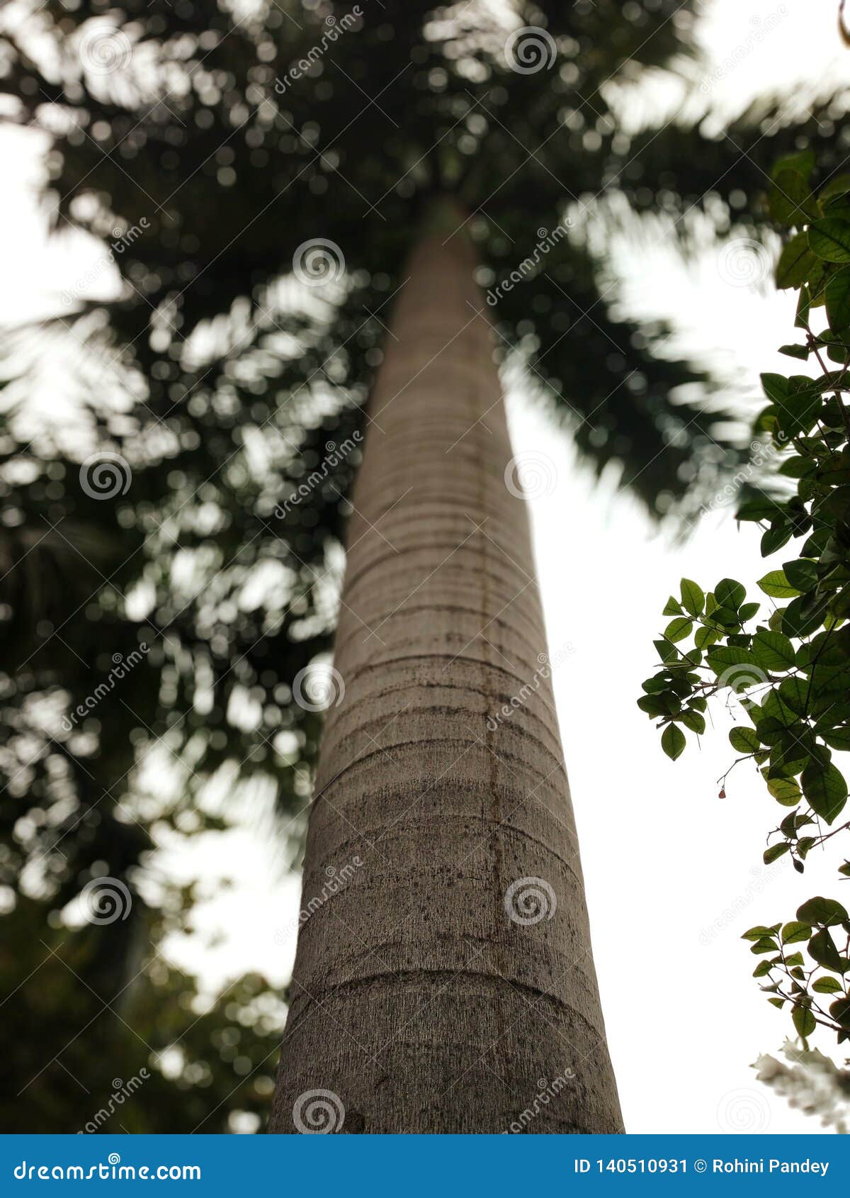 Greenery stock image. Image of plants, greenery, trees - 140510931