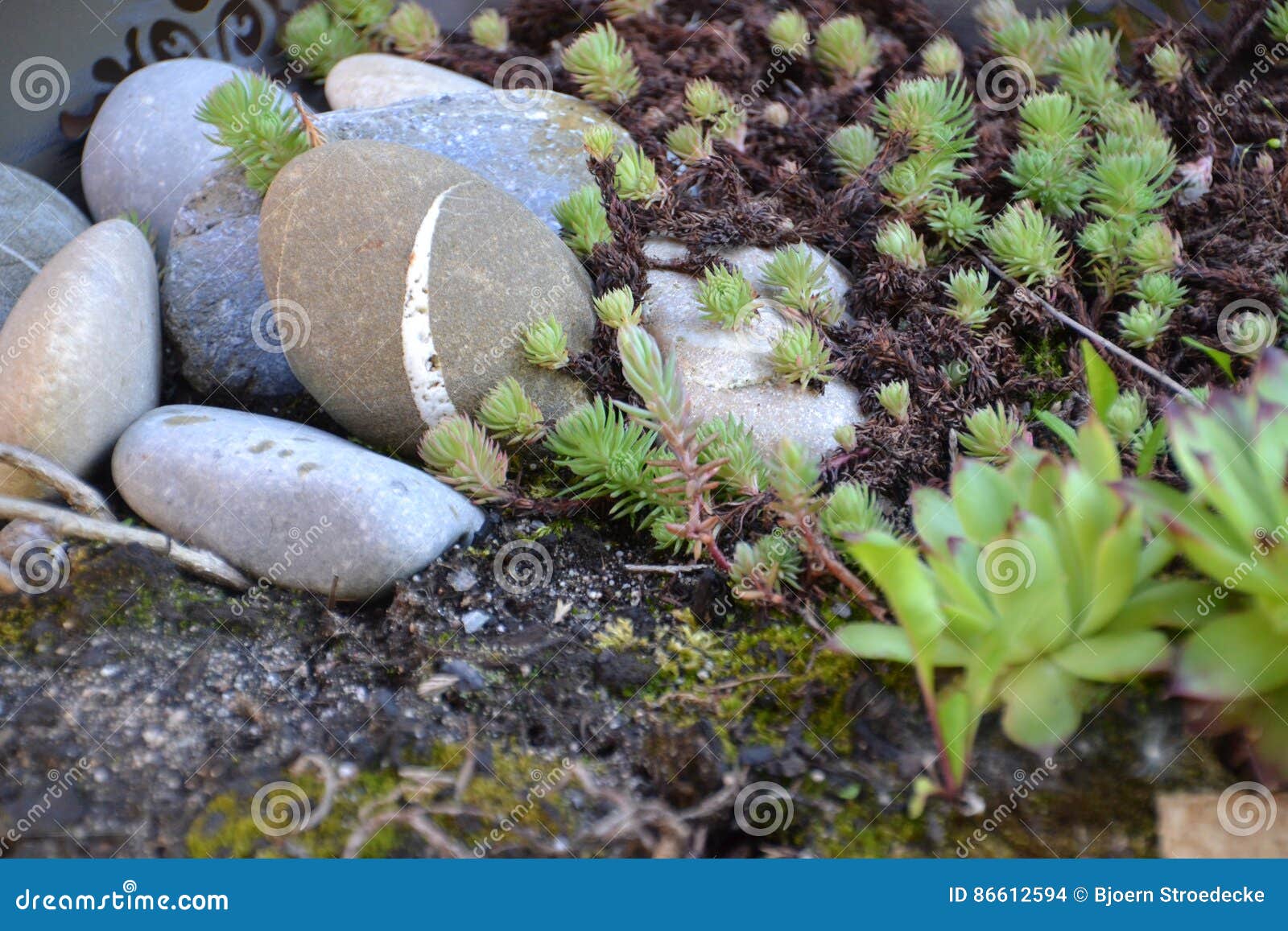 Garden ground stock photo. Image of green, ground, garden - 86612594