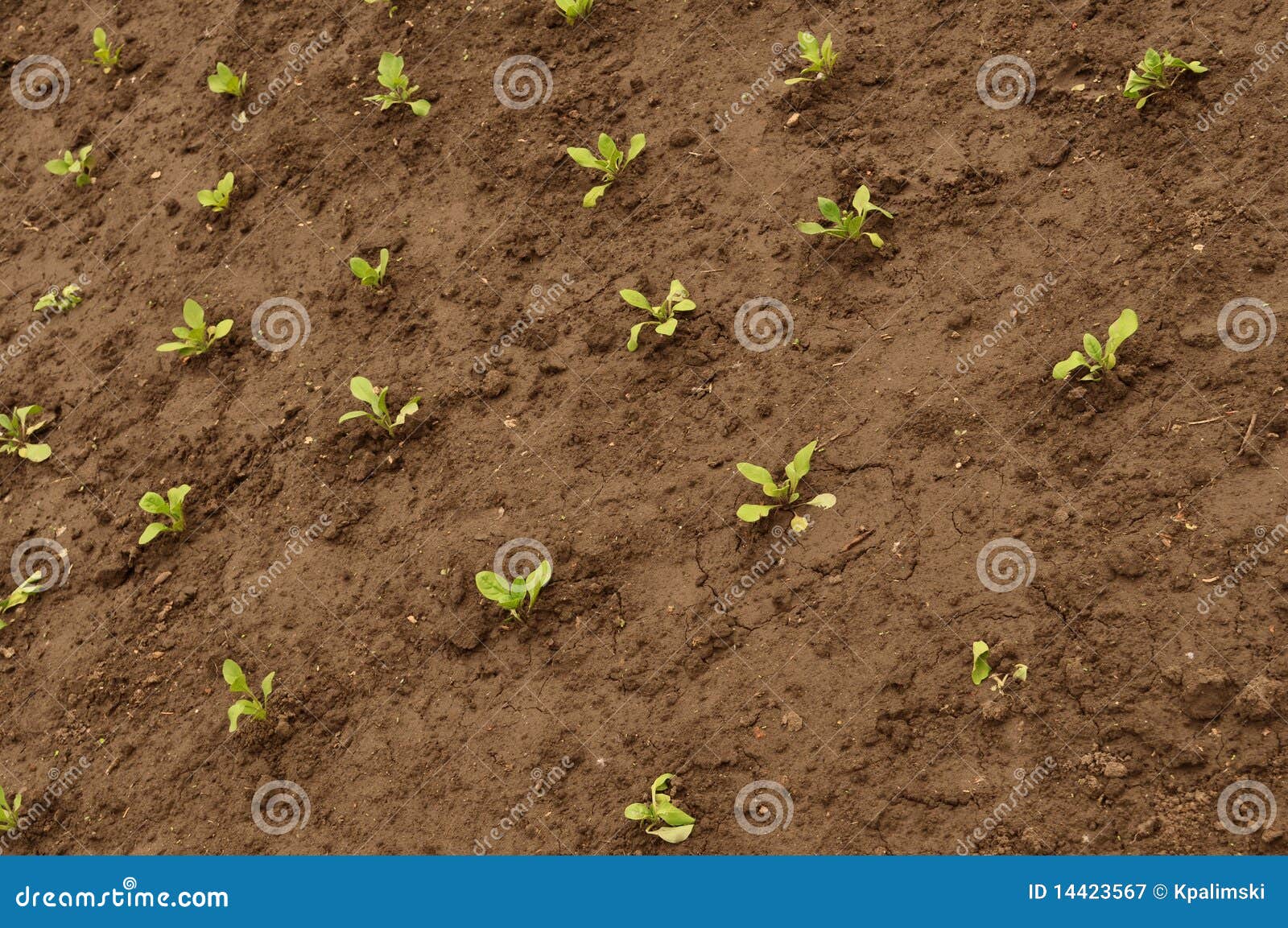 Cultivated field stock image. Image of flower, floor - 14423567