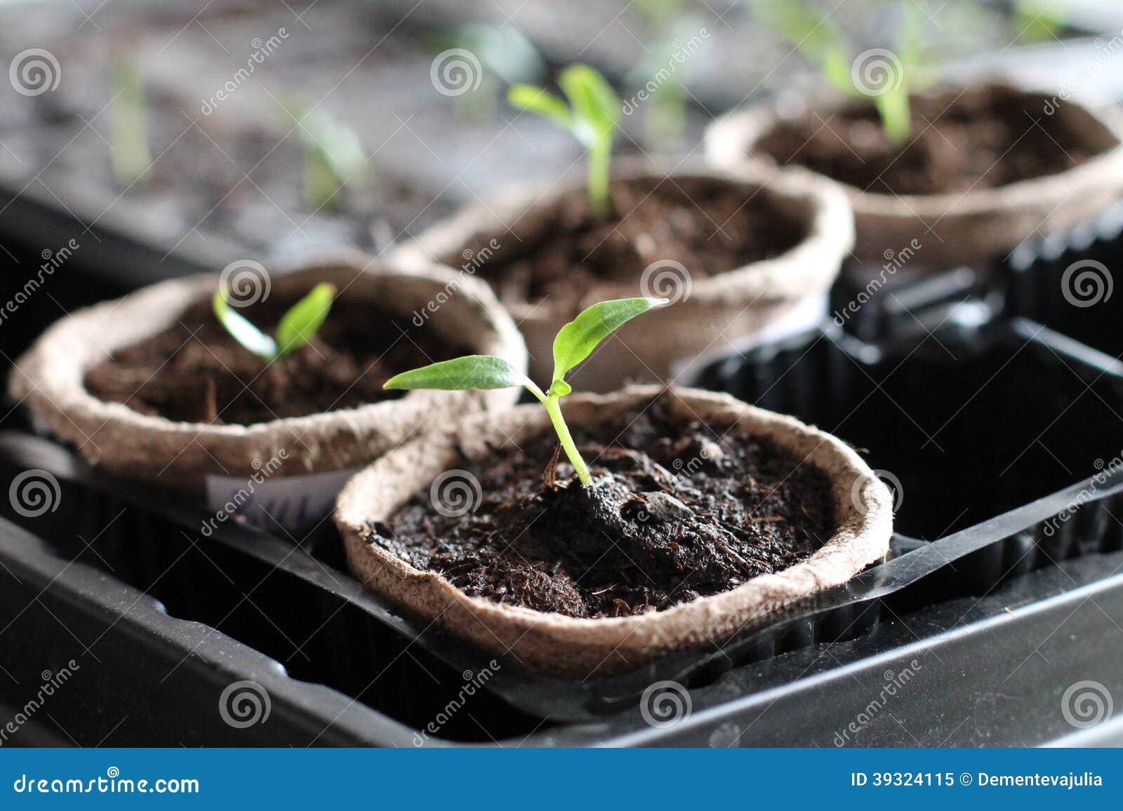 Garden grow. Eco stock image. Image of life, culture - 39324115