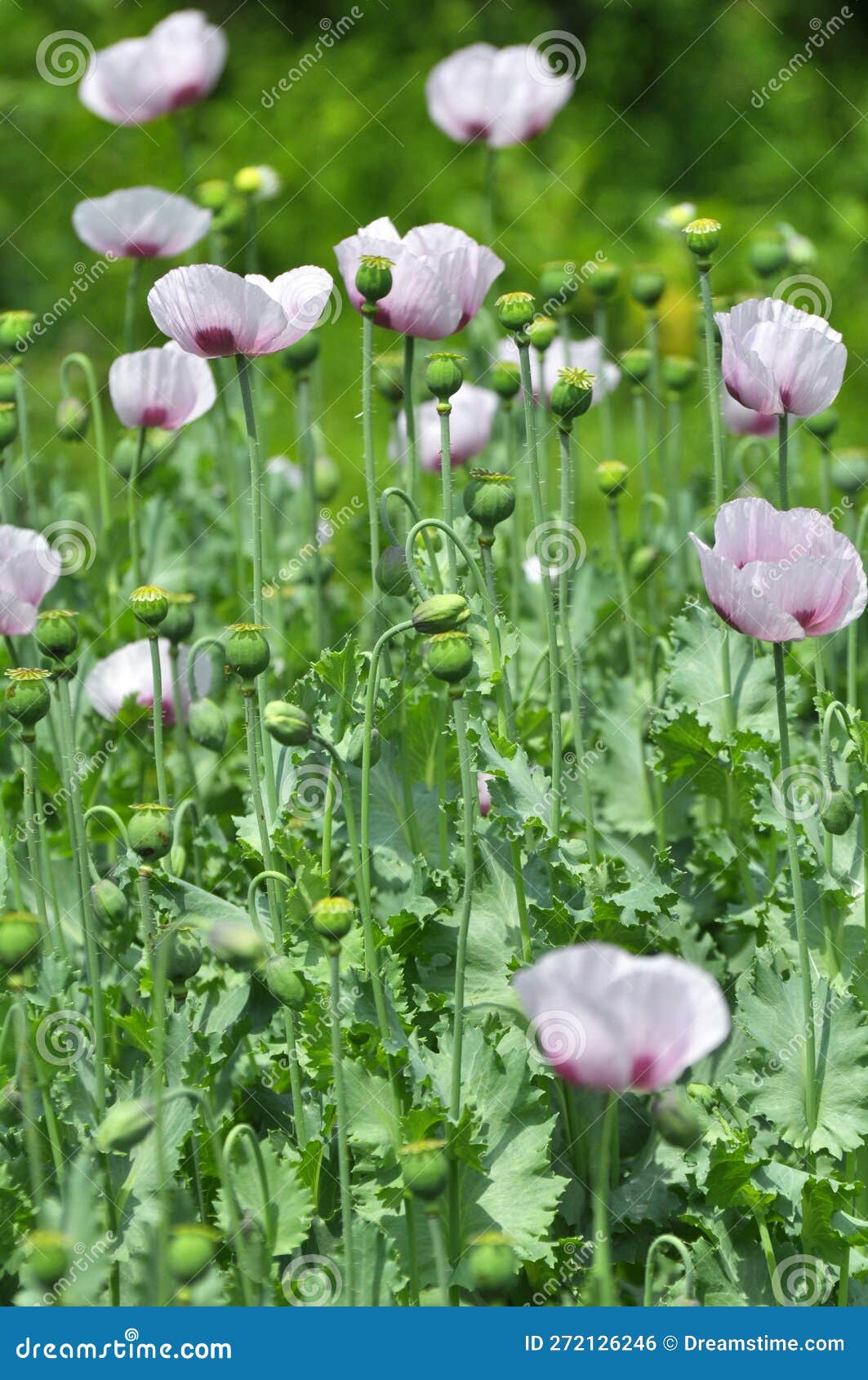 In the Garden Grows a Poppy with Green Heads Stock Photo - Image of ...