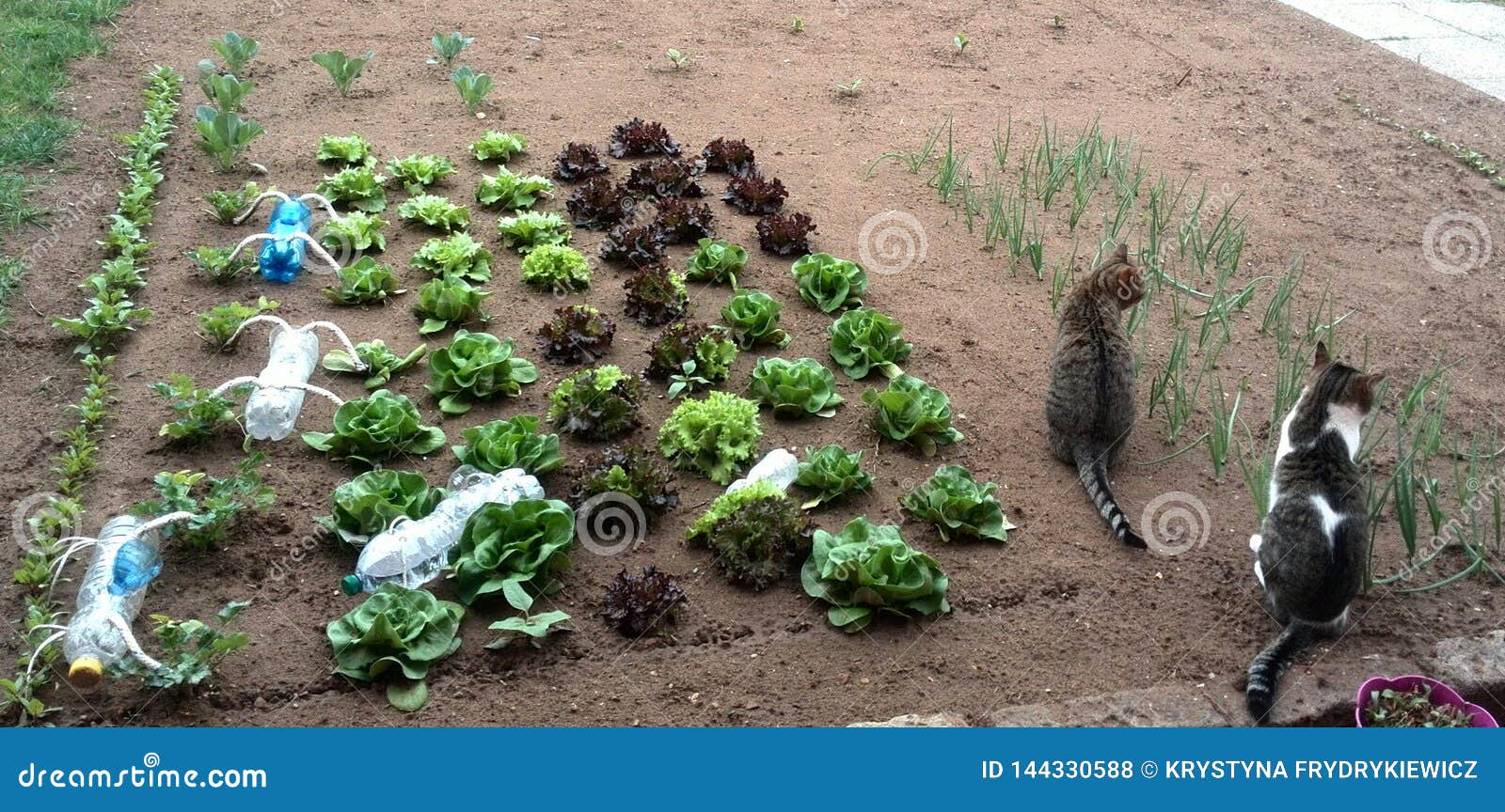 Garden guards stock photo. Image of garden, vegetable - 144330588