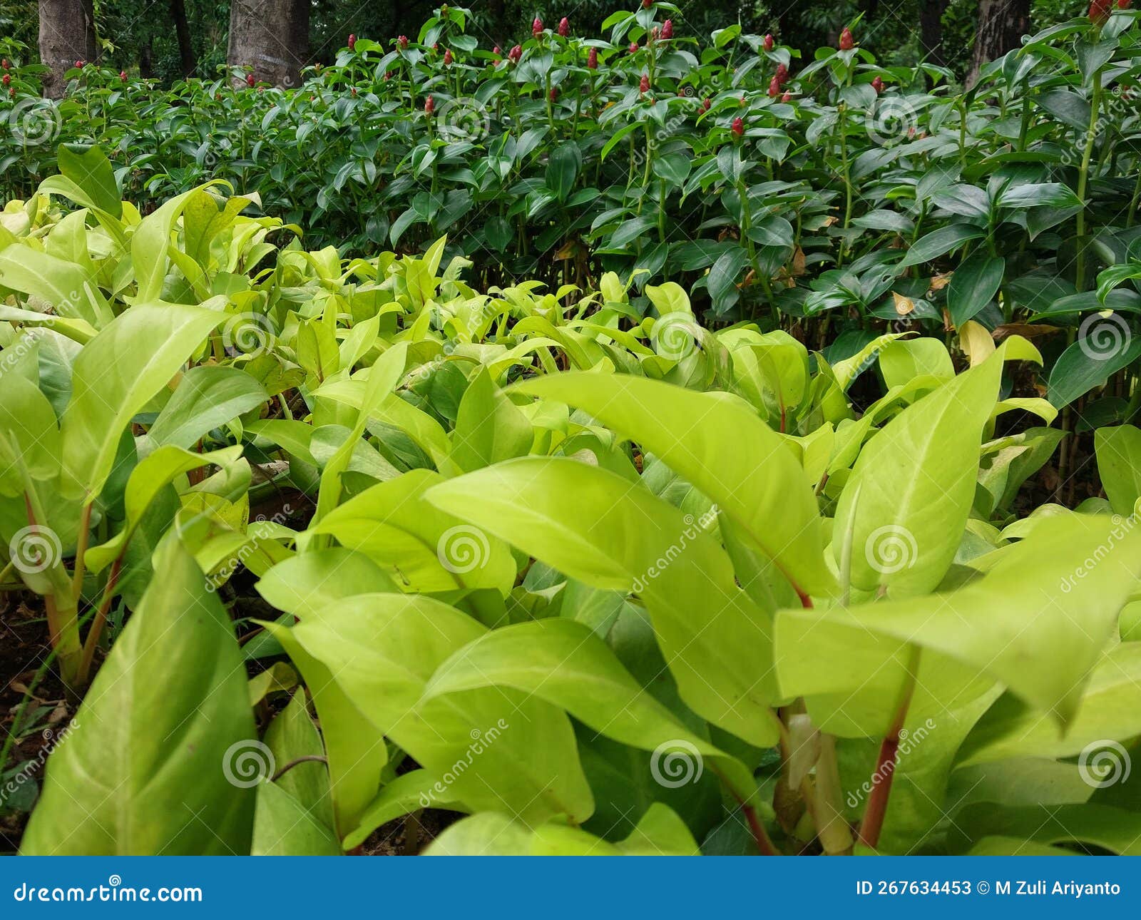 The Garden Has Lots of Interesting Plants Stock Image - Image of grass ...