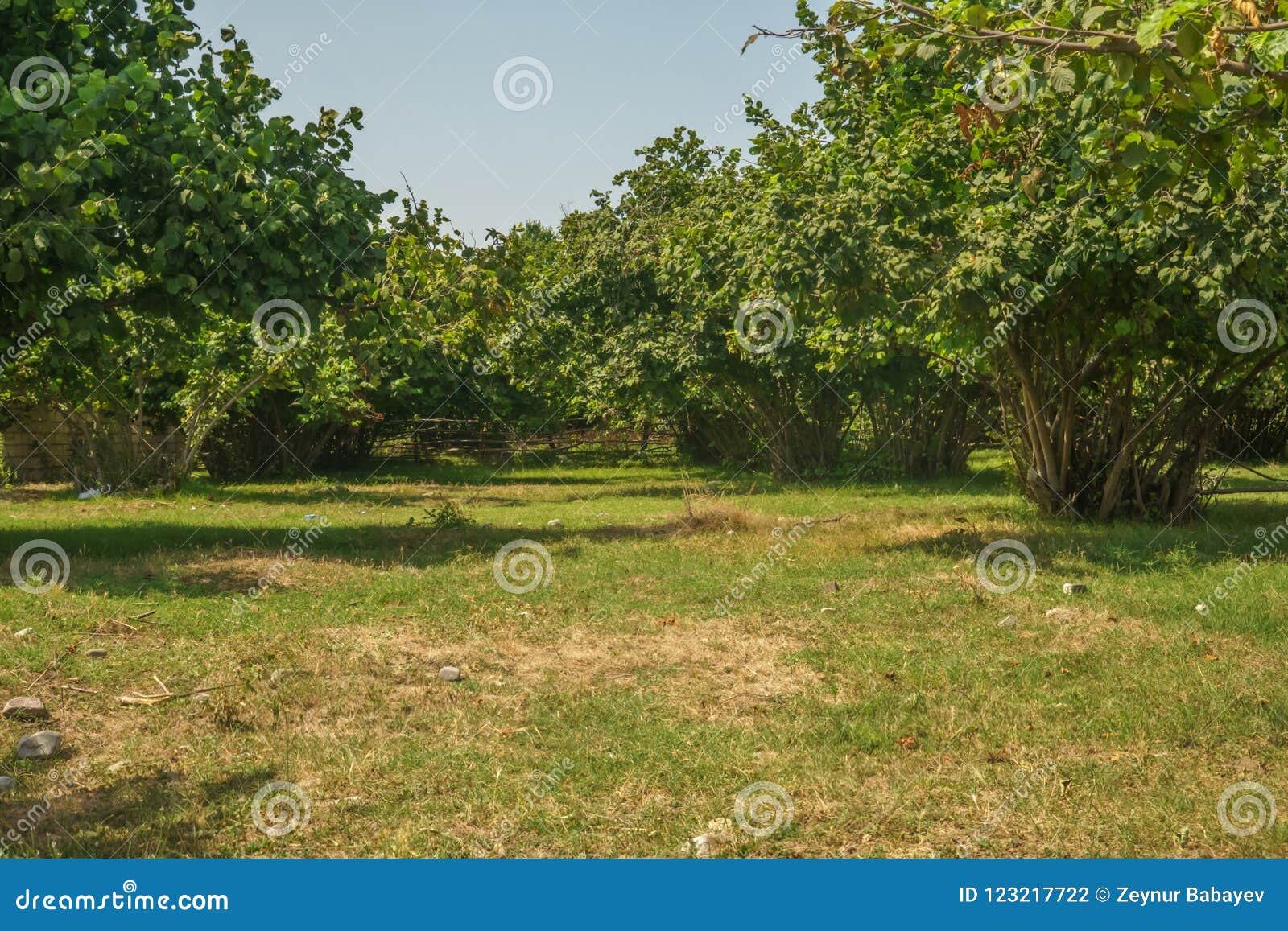 Garden of Hazelnut Tree in Backyard. Green Grass. Stock Photo - Image ...