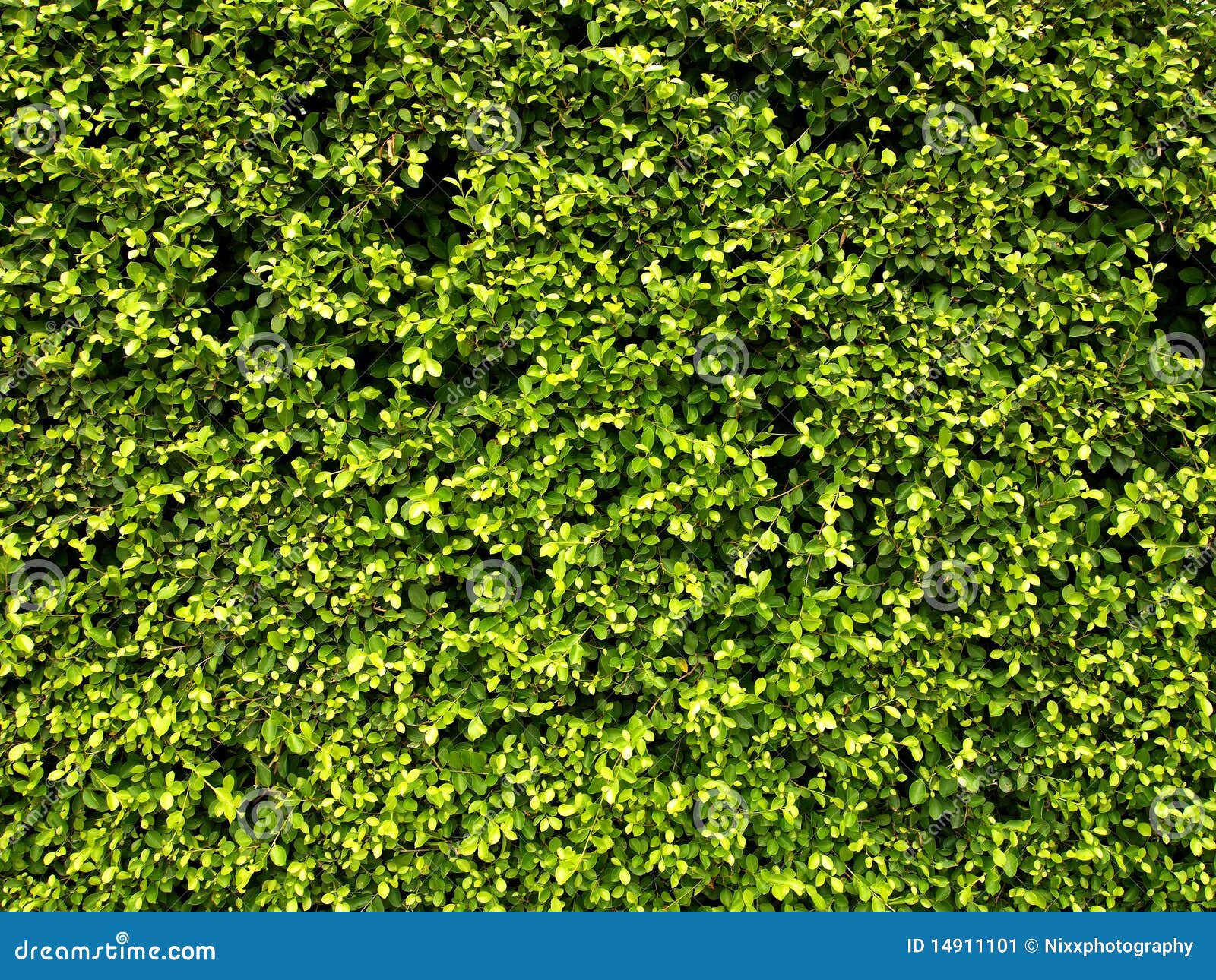 Garden Hedge stock image. Image of abstract, beautiful - 14911101